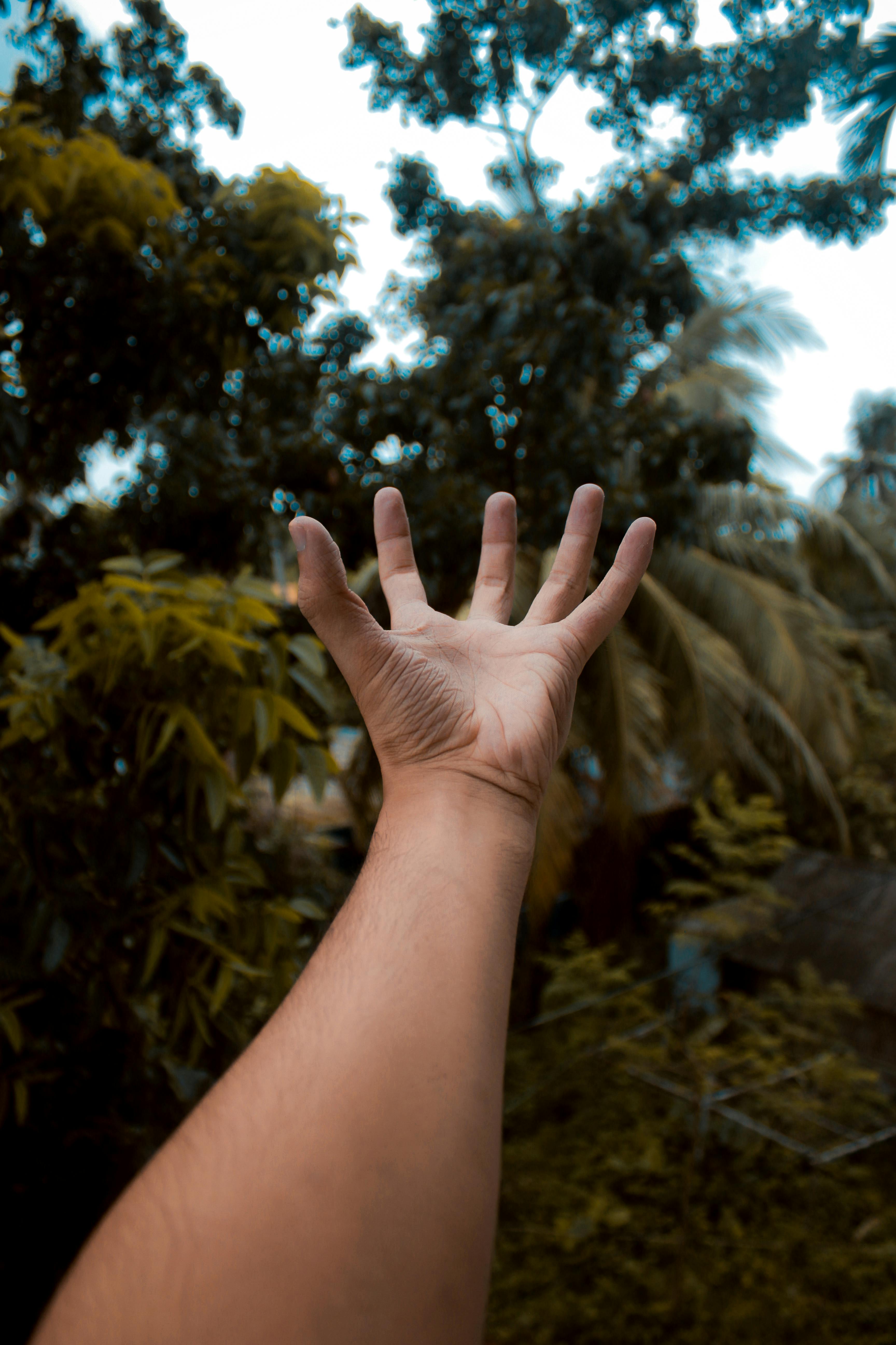 Free stock photo of hand, nature, nature background