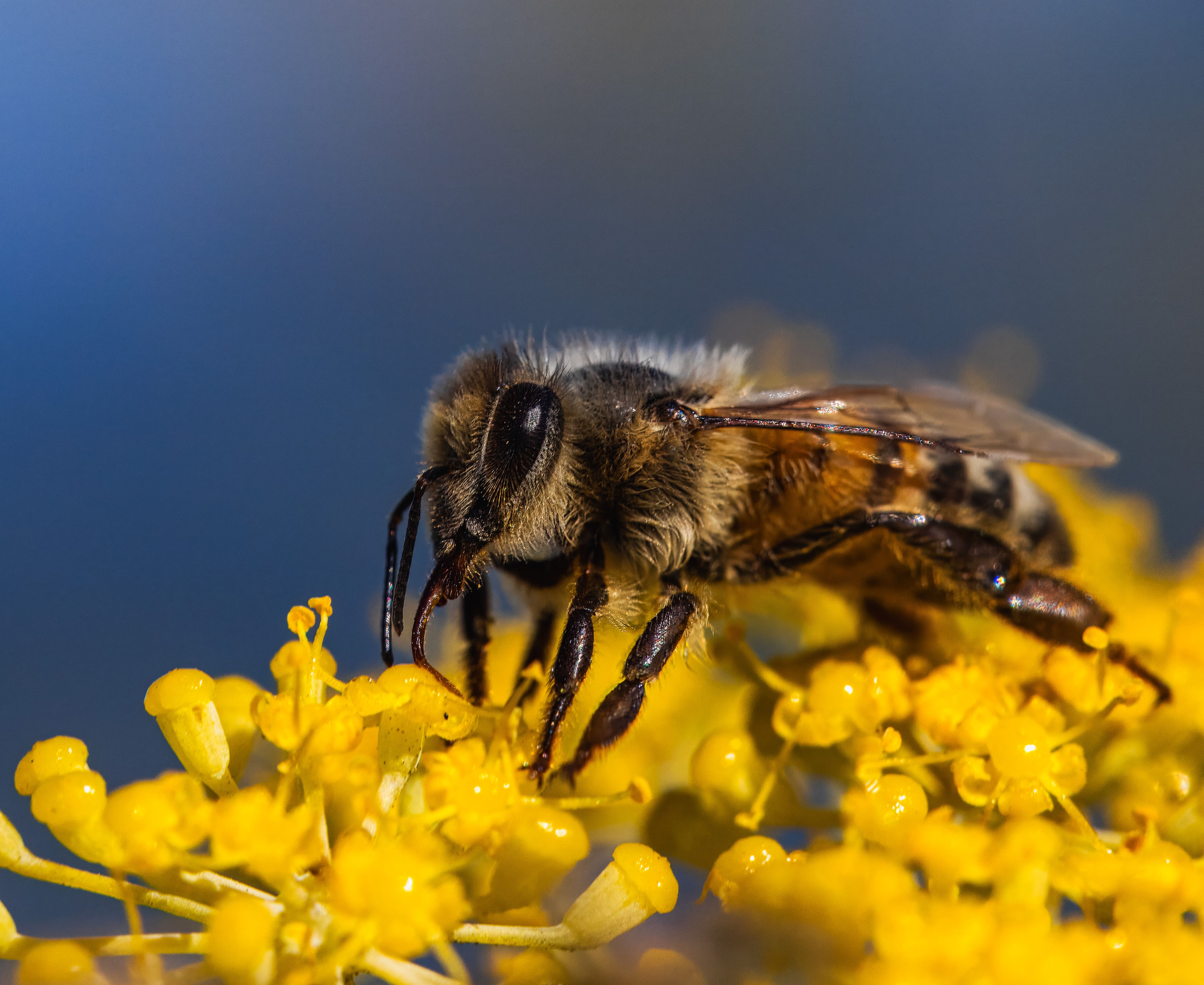 Foto de stock gratuita sobre abeja, abeja salvaje, abejorro, al aire ...