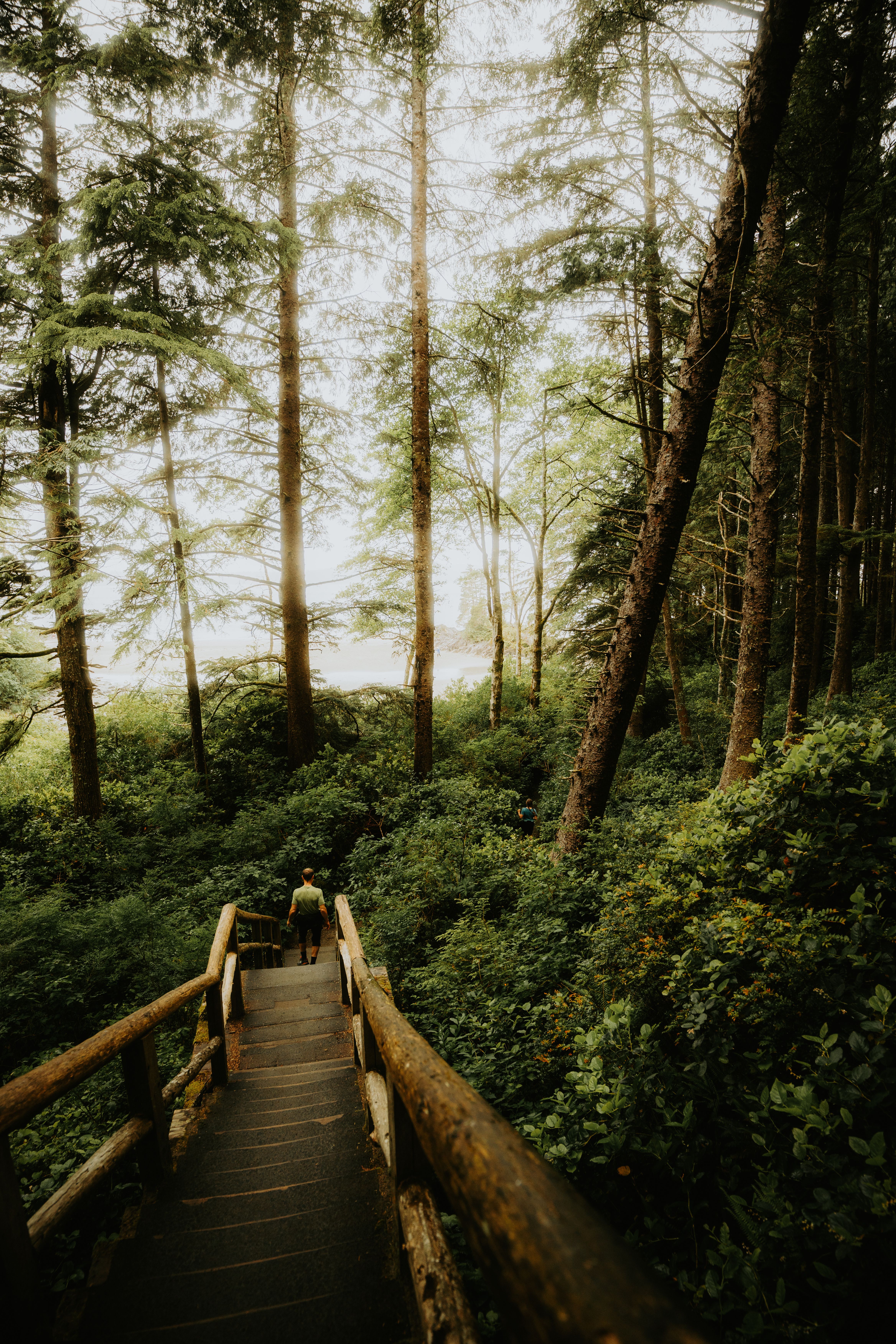A wooden walkway in the woods with trees · Free Stock Photo
