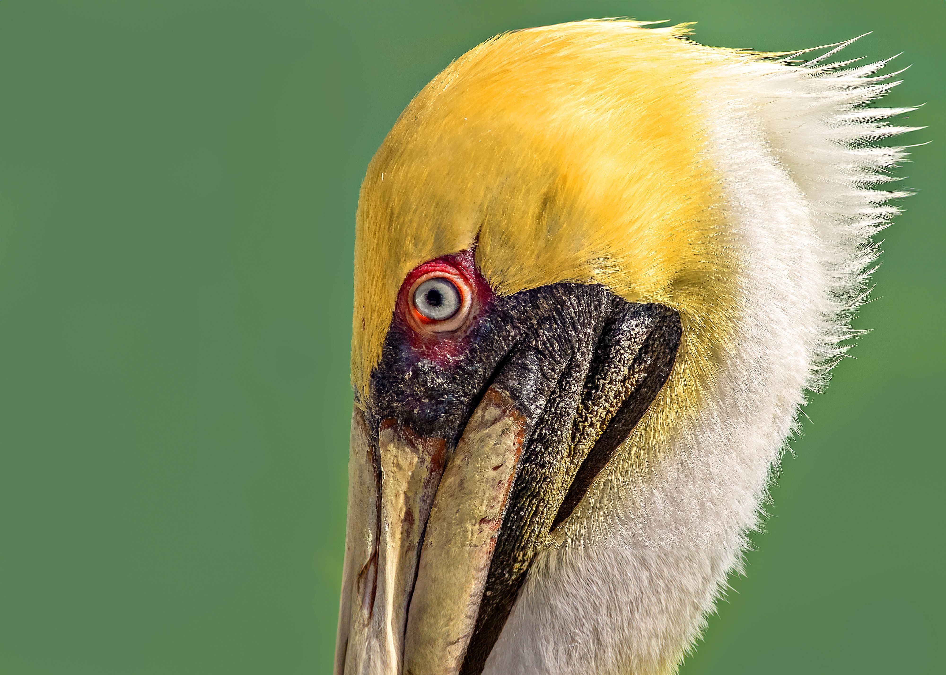 A close up of a yellow pelican's head · Free Stock Photo