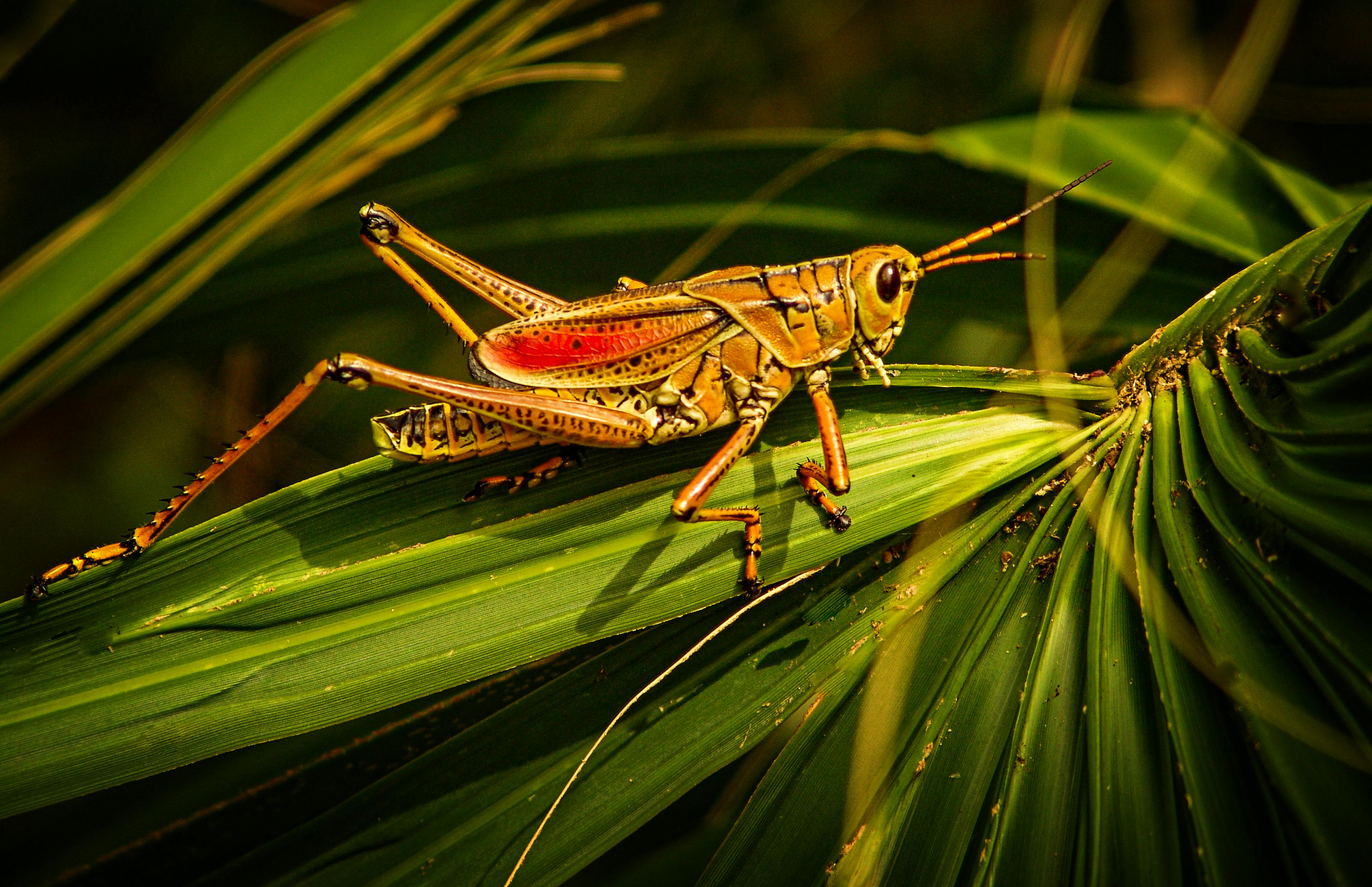 Bug Crawl Photos, Download The BEST Free Bug Crawl Stock Photos & HD Images