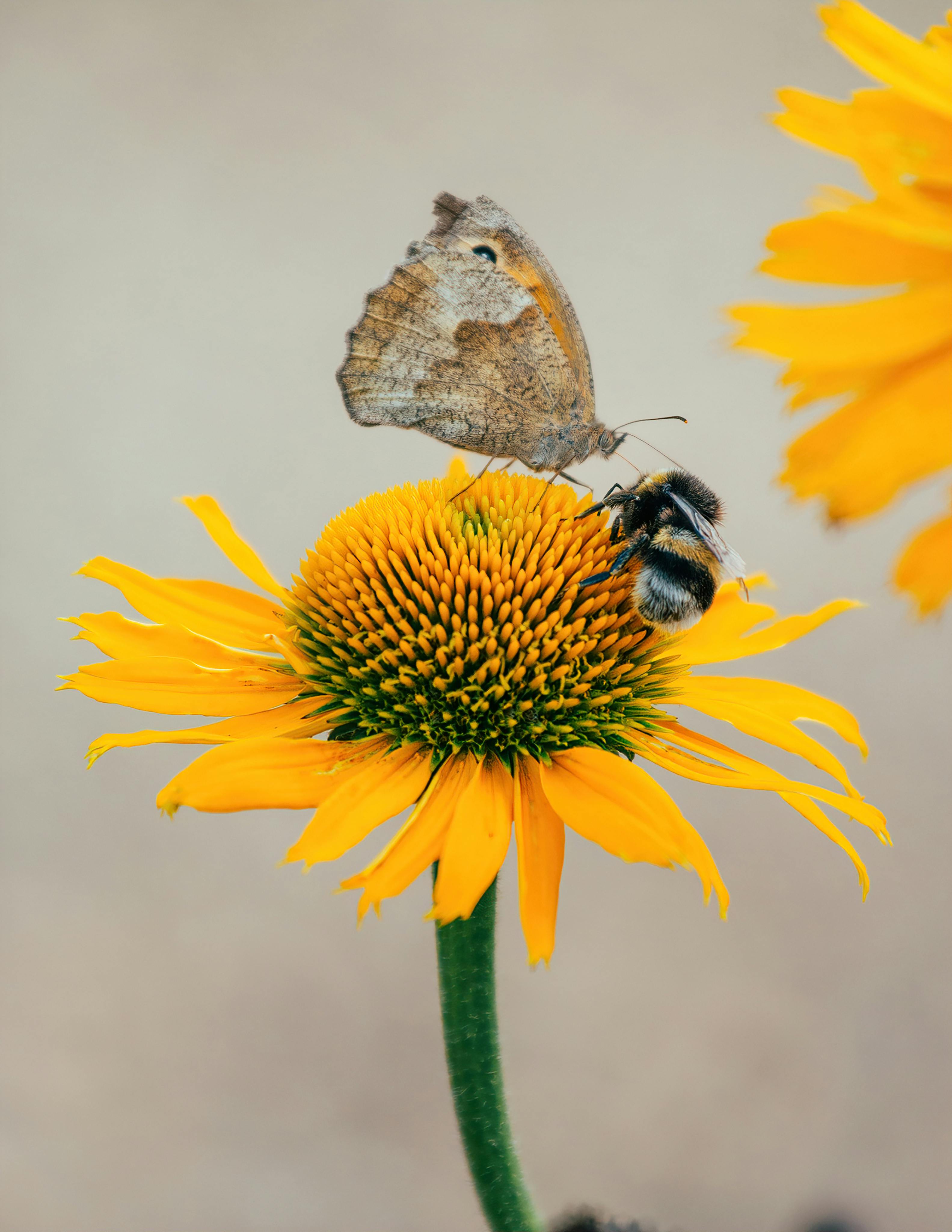 A bee and a butterfly on a flower · Free Stock Photo