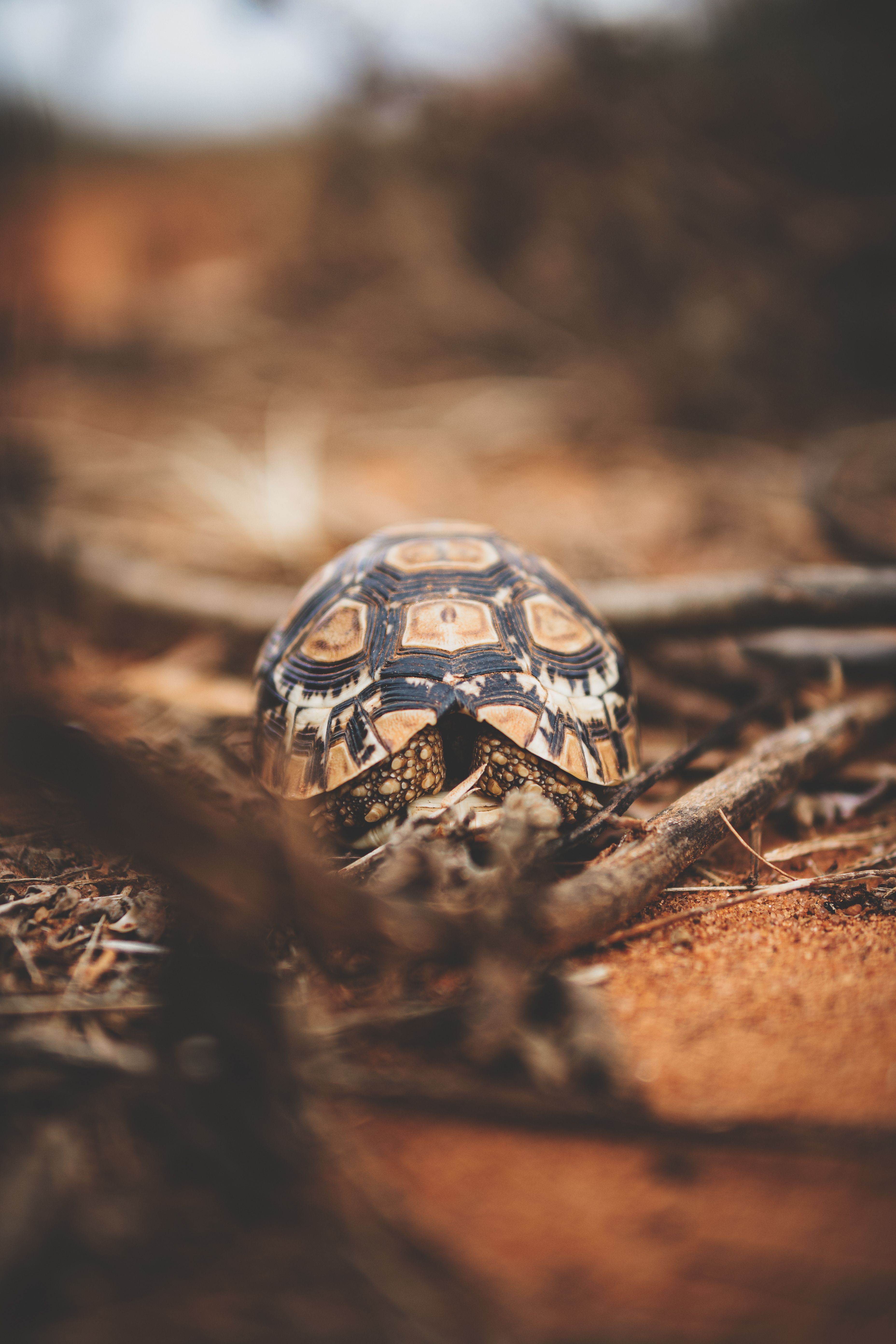 A small tortoise is sitting on the ground · Free Stock Photo