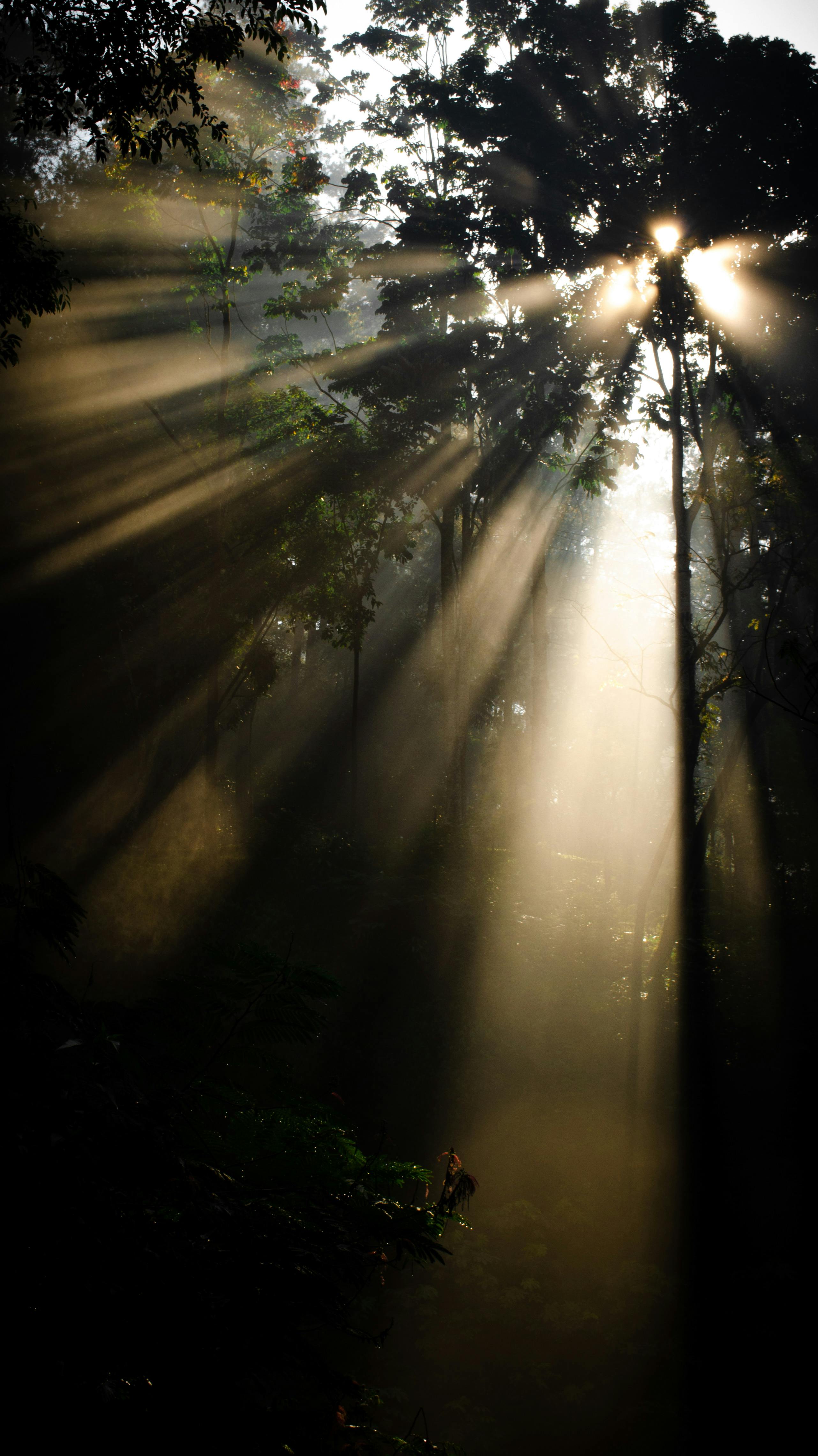 Free stock photo of #rayoflight #rol #rayoflights #raylight #lightleak ...