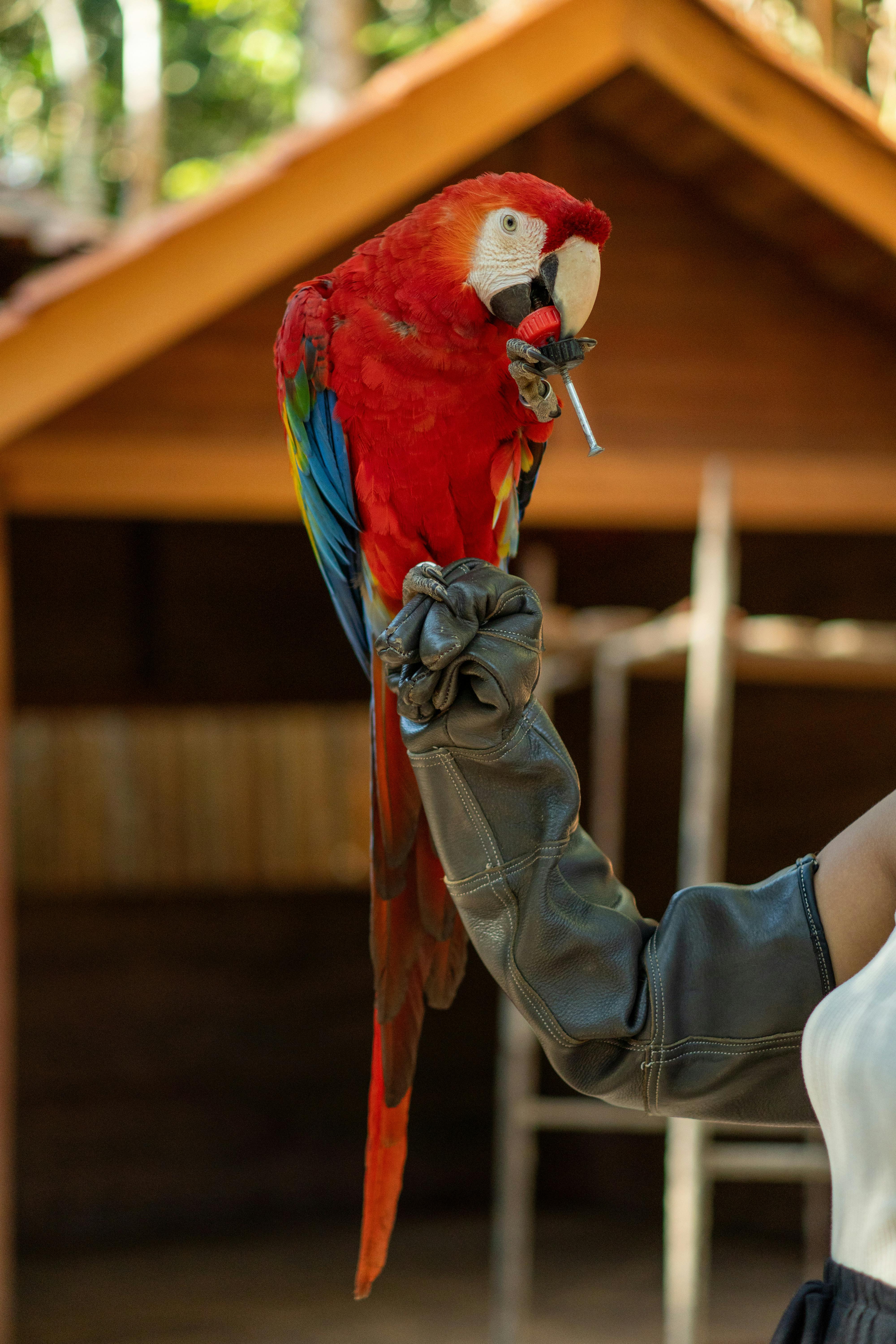 Handler's Arm Photos, Download The BEST Free Handler's Arm Stock Photos ...