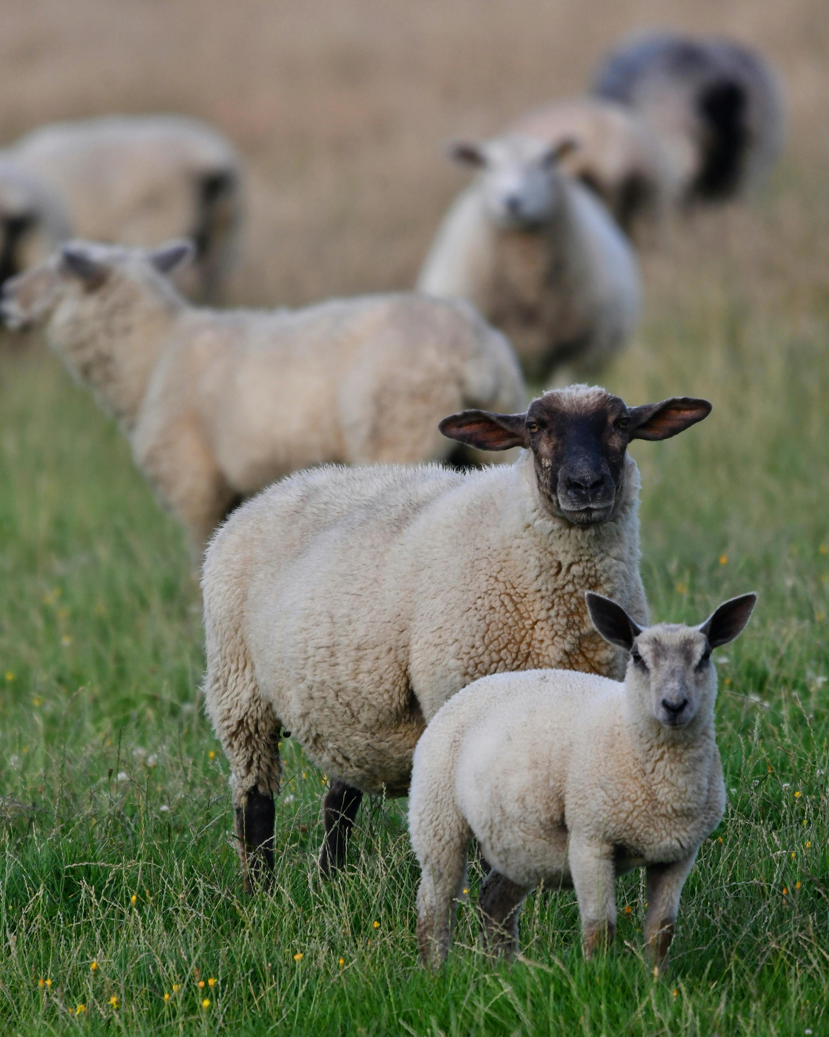A group of sheep standing in a field · Free Stock Photo