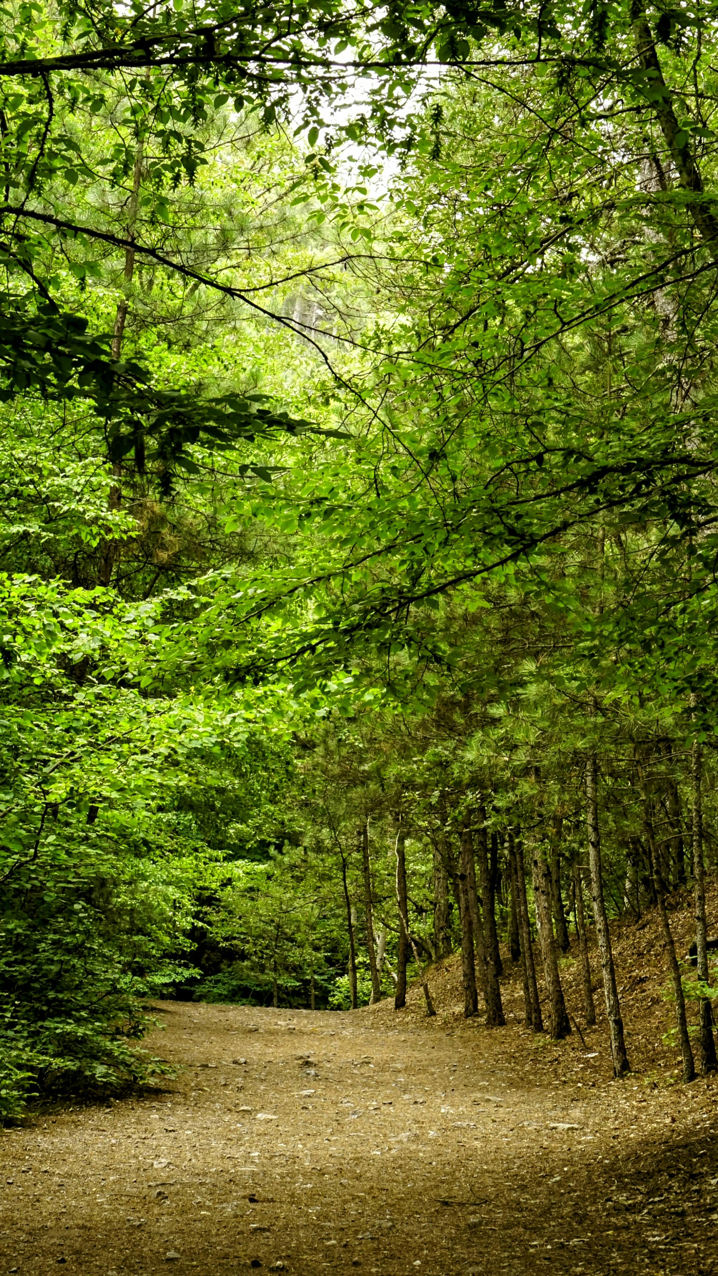 A dirt path in the woods with trees on both sides · Free Stock Photo