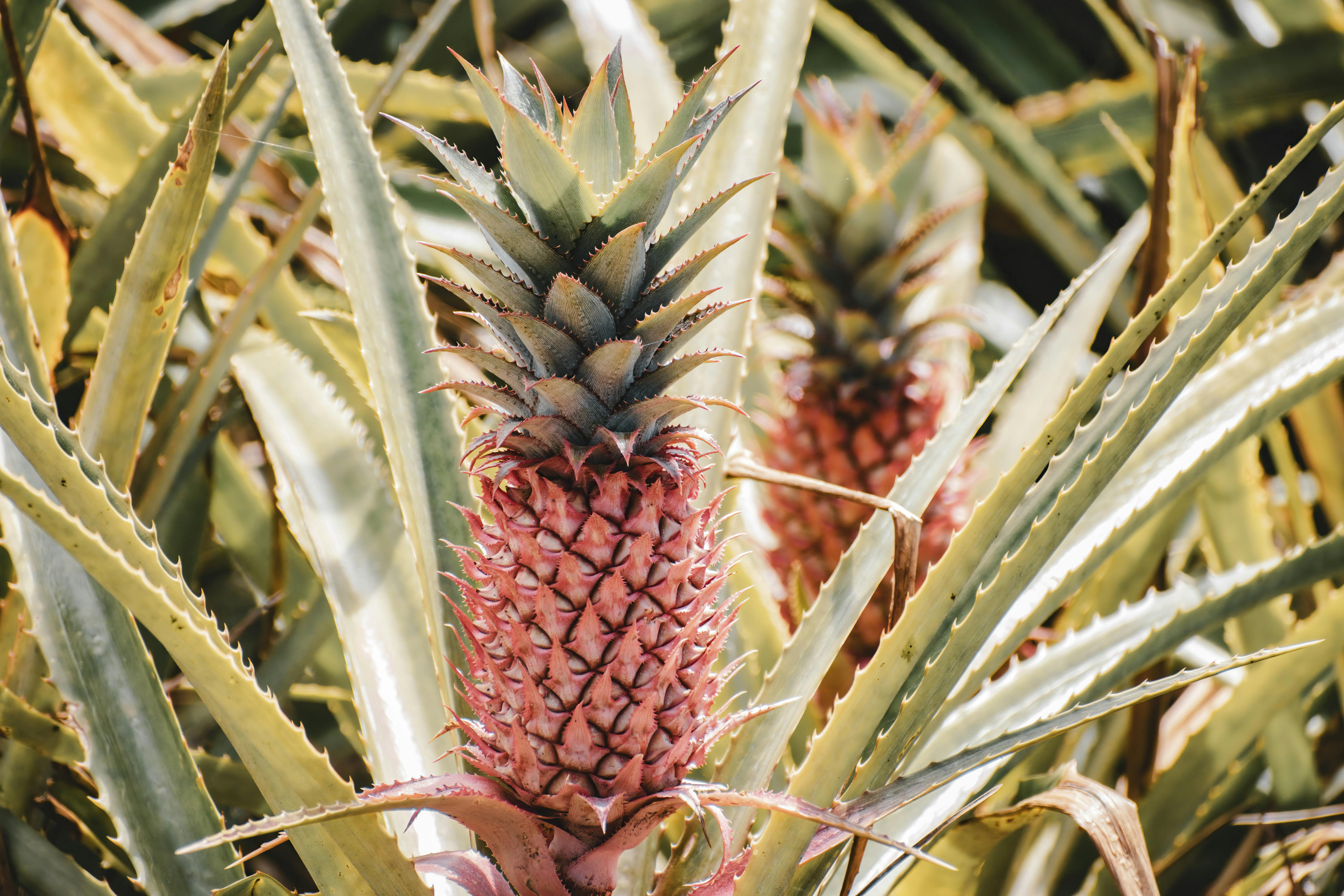 A pineapple plant with many green leaves · Free Stock Photo