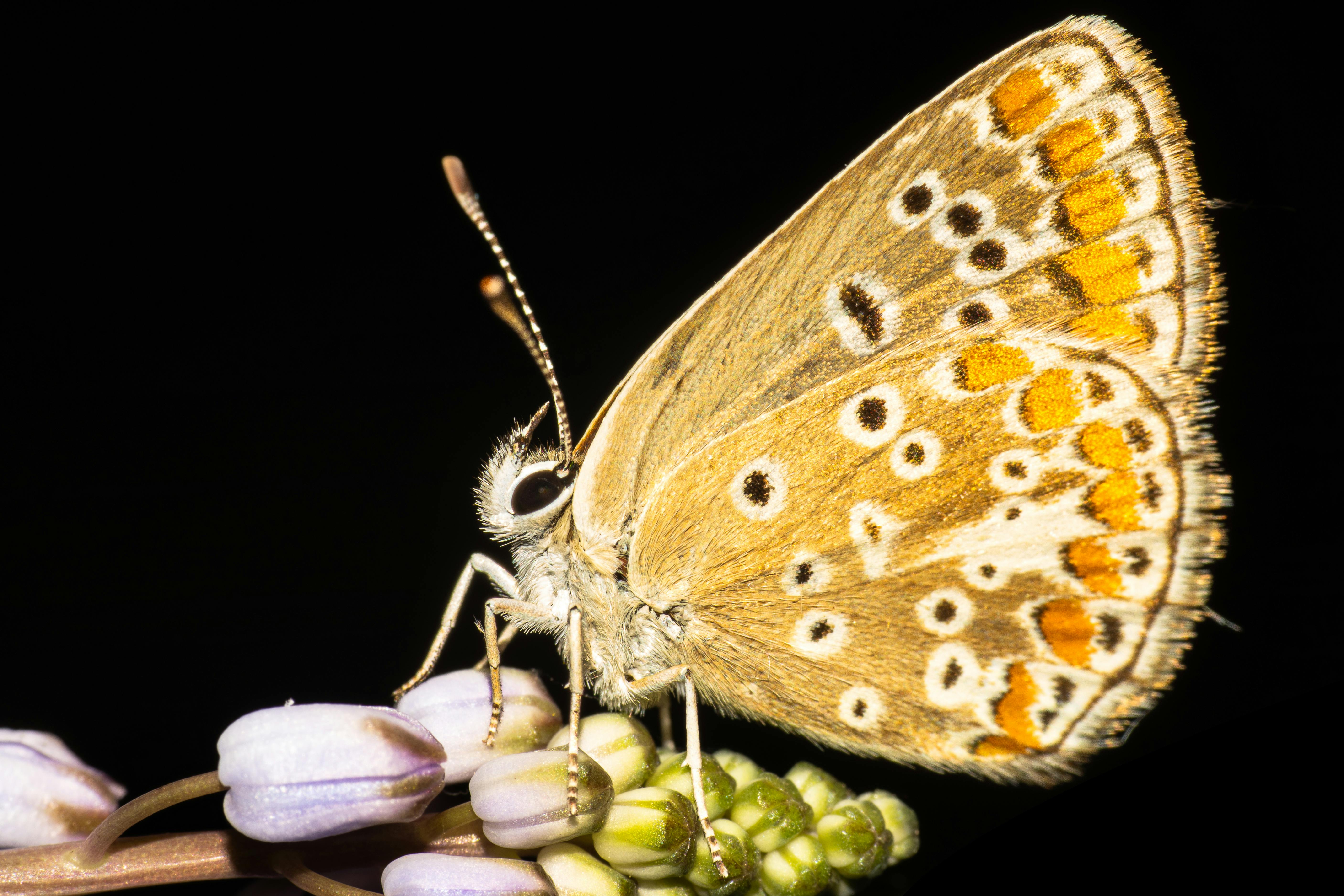 Yellow Black and White Monarch Butterfly · Free Stock Photo