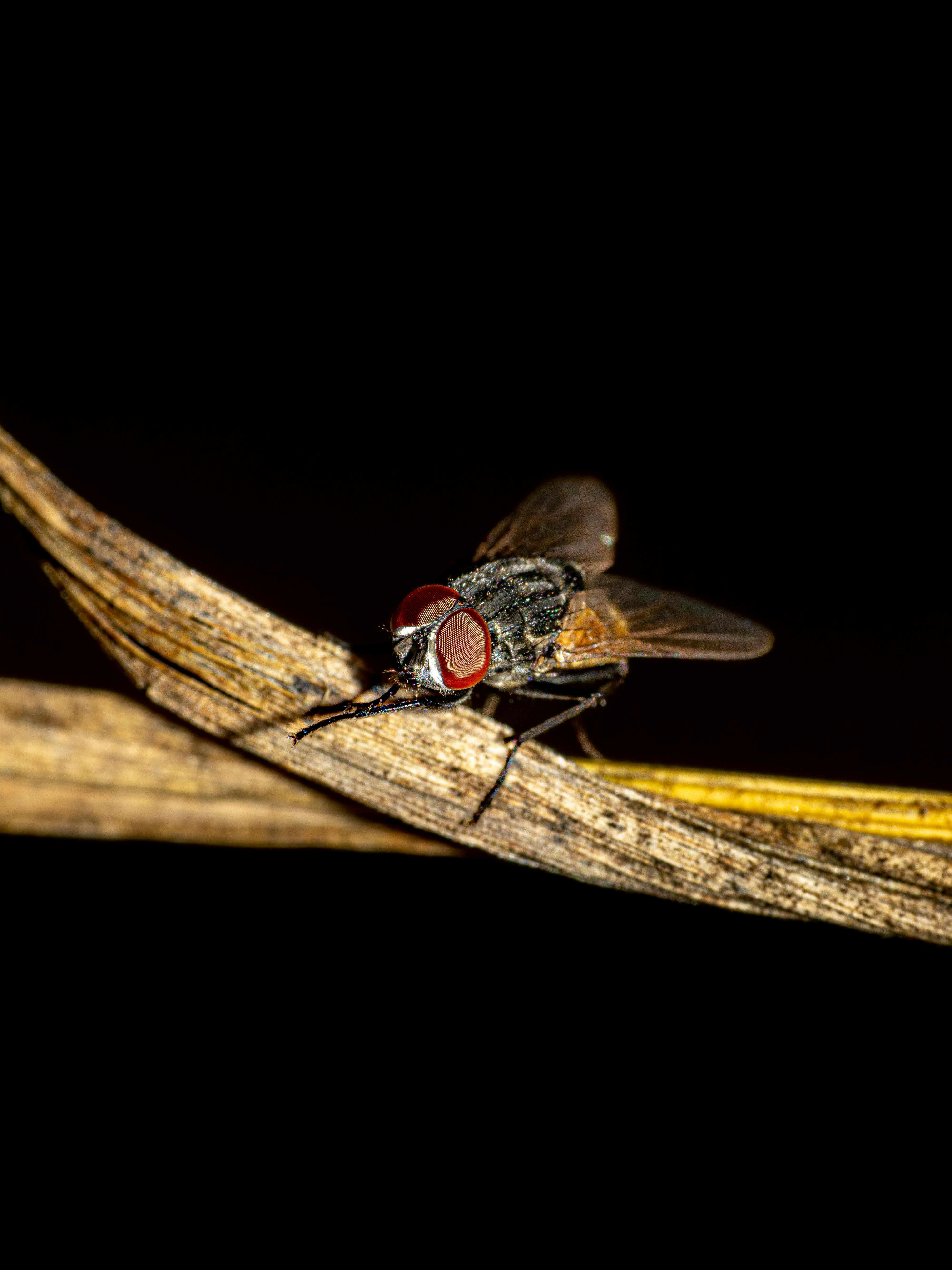 Black and Red Flying Insect Perched on Green Leaf · Free Stock Photo