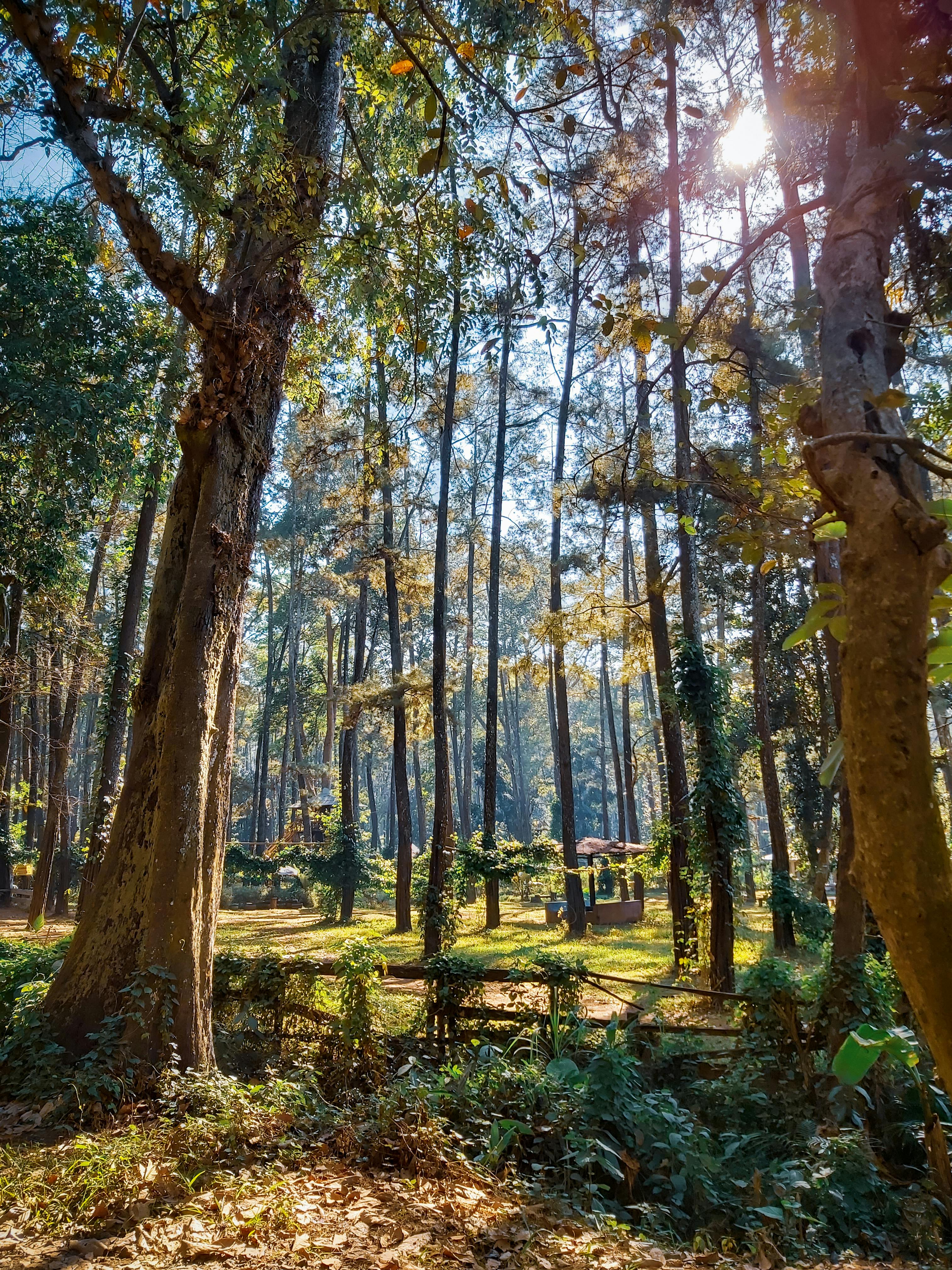 Garden With Tall Trees · Free Stock Photo