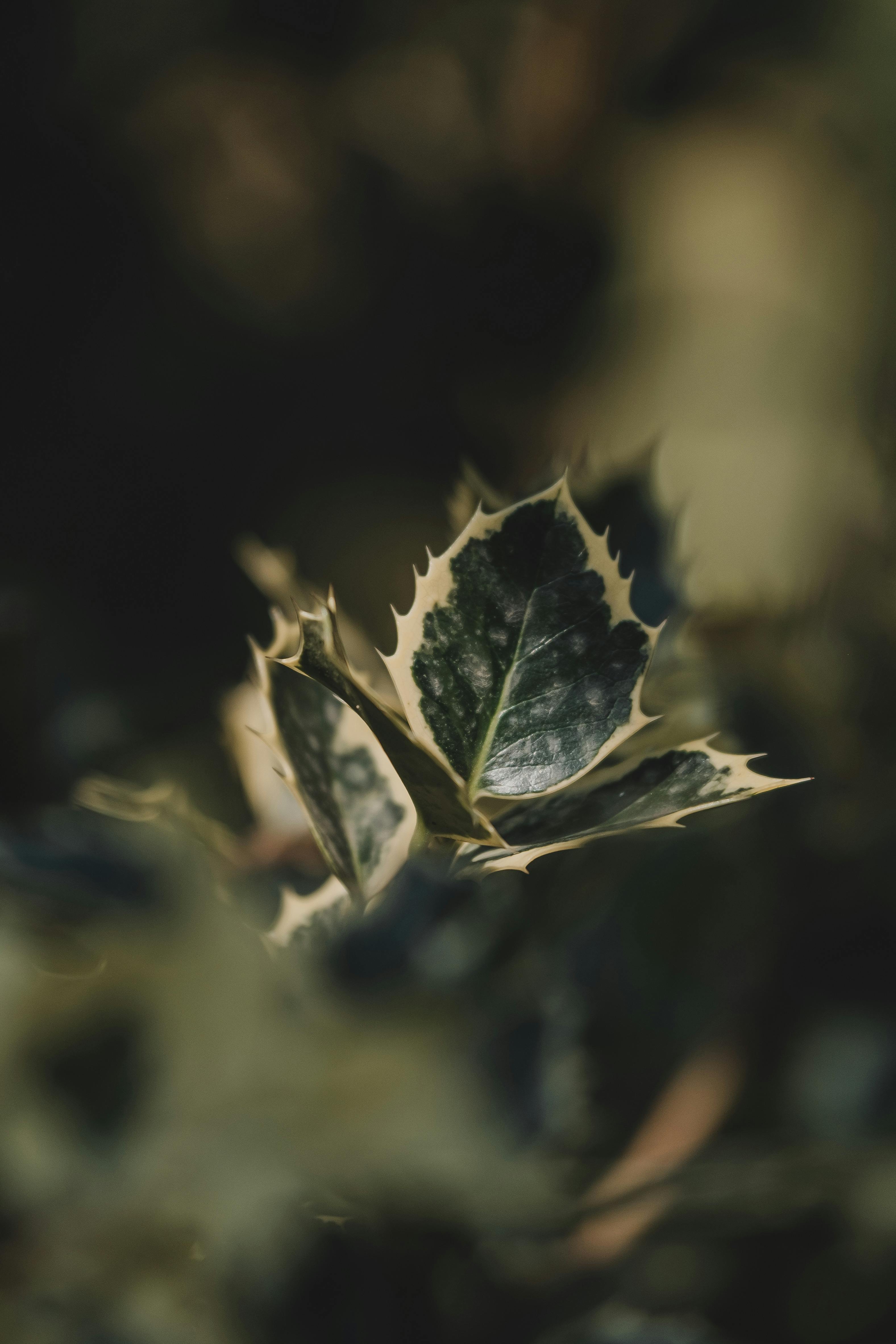 Sharply Edged Photos, Download The BEST Free Sharply Edged Stock Photos ...