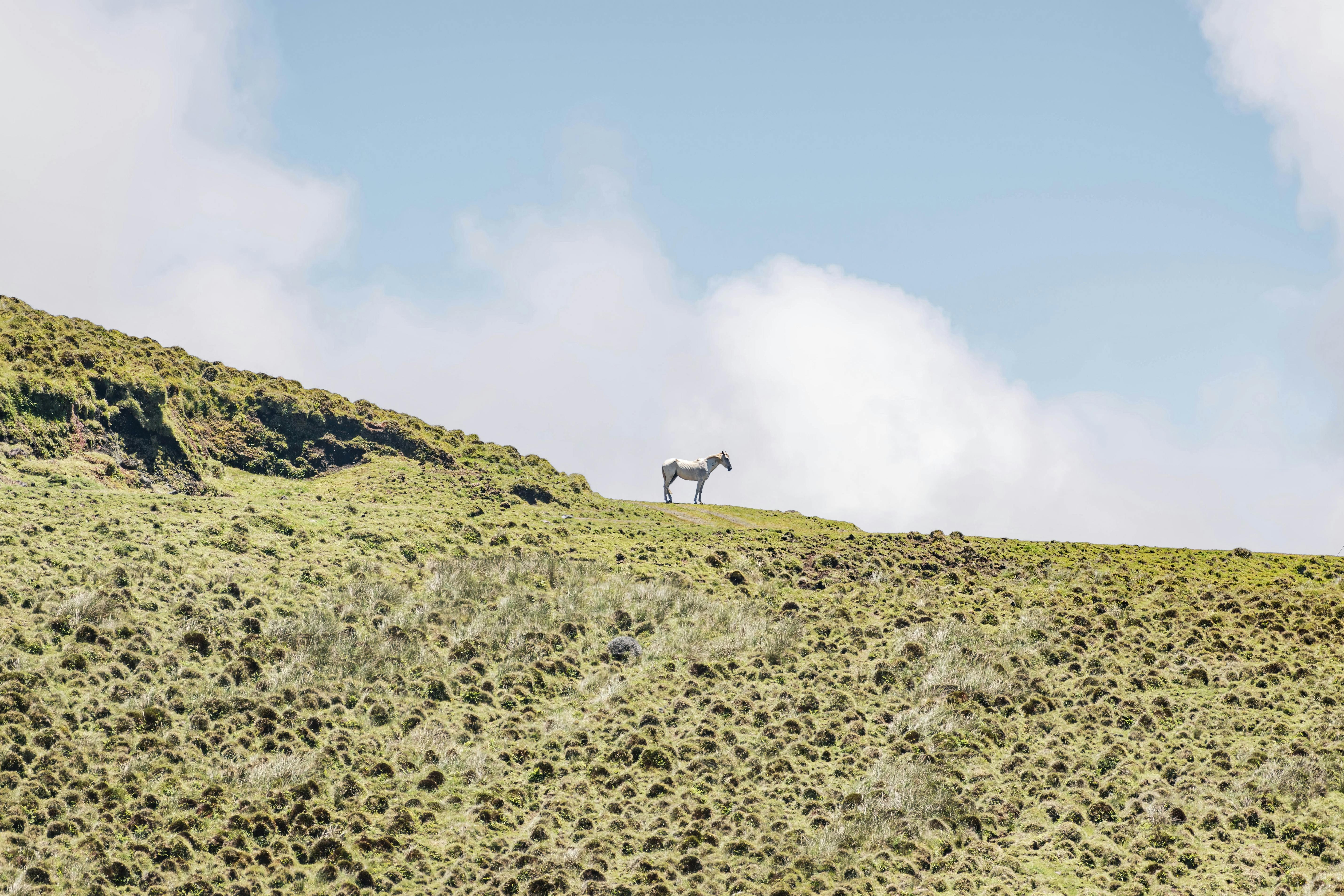 Animal Known For Openness Photos, Download The BEST Free Animal Known ...