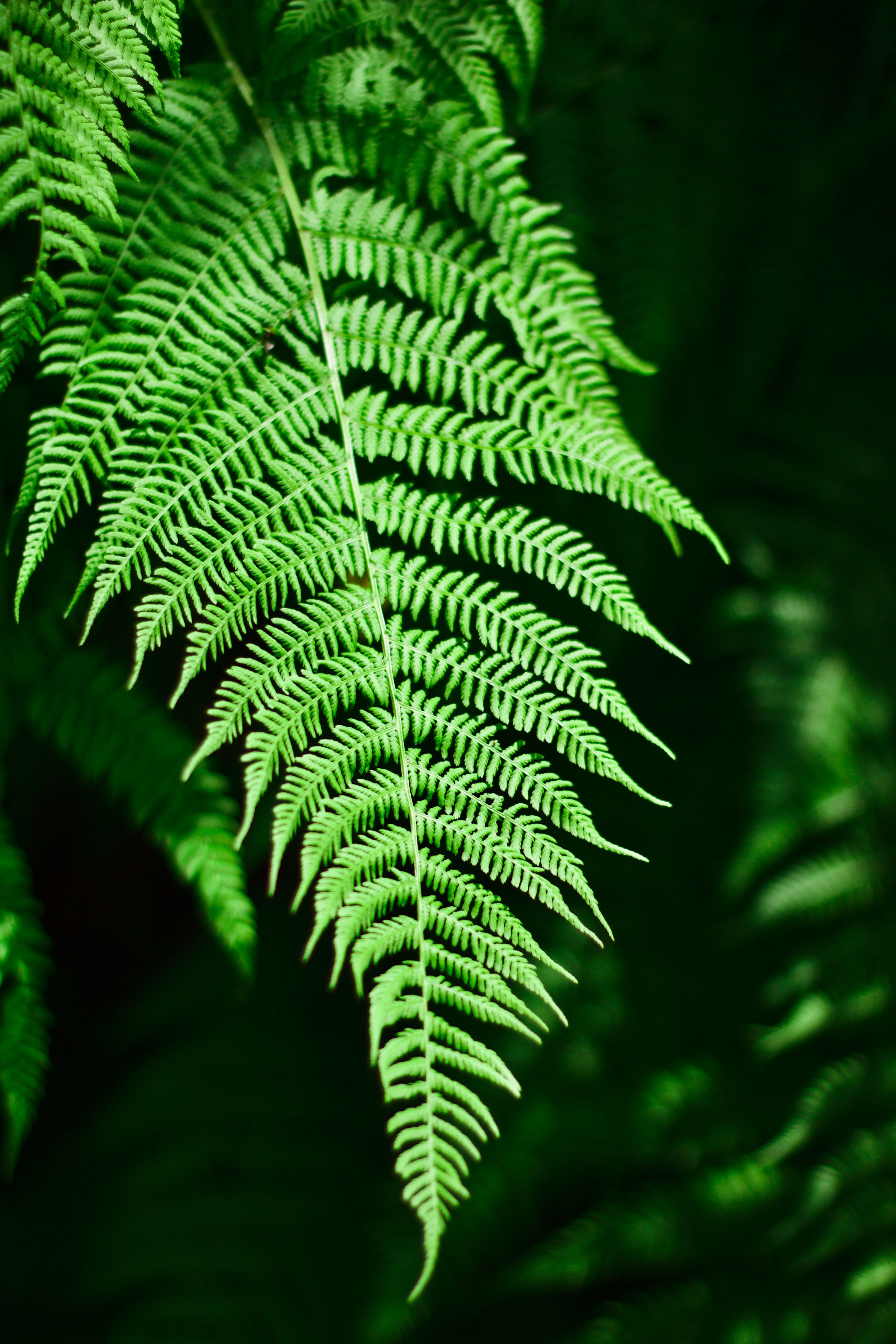 Vieja Hectica Photos, Download The BEST Free Vieja Hectica Stock Photos ...