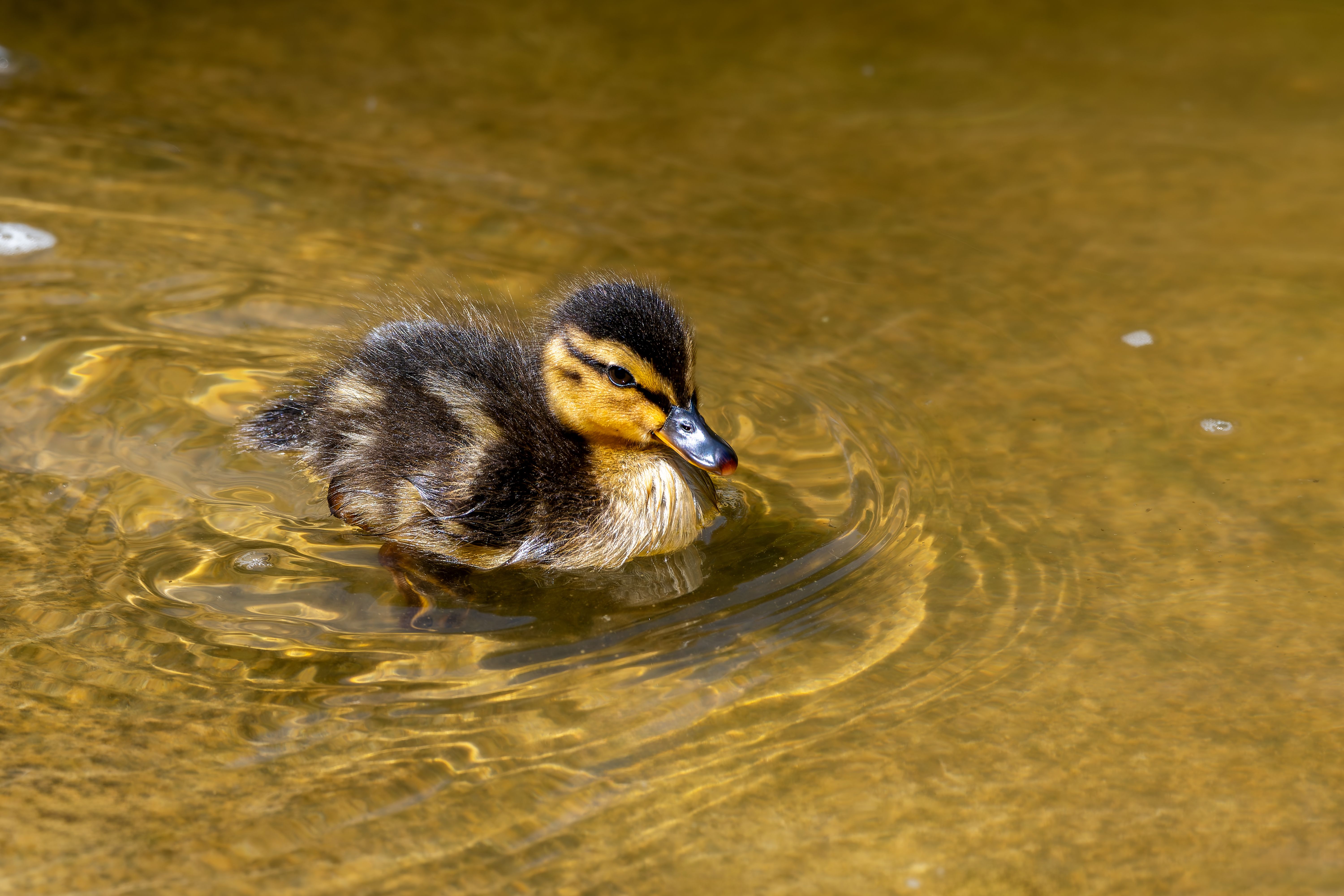 A duckling swimming in the water · Free Stock Photo