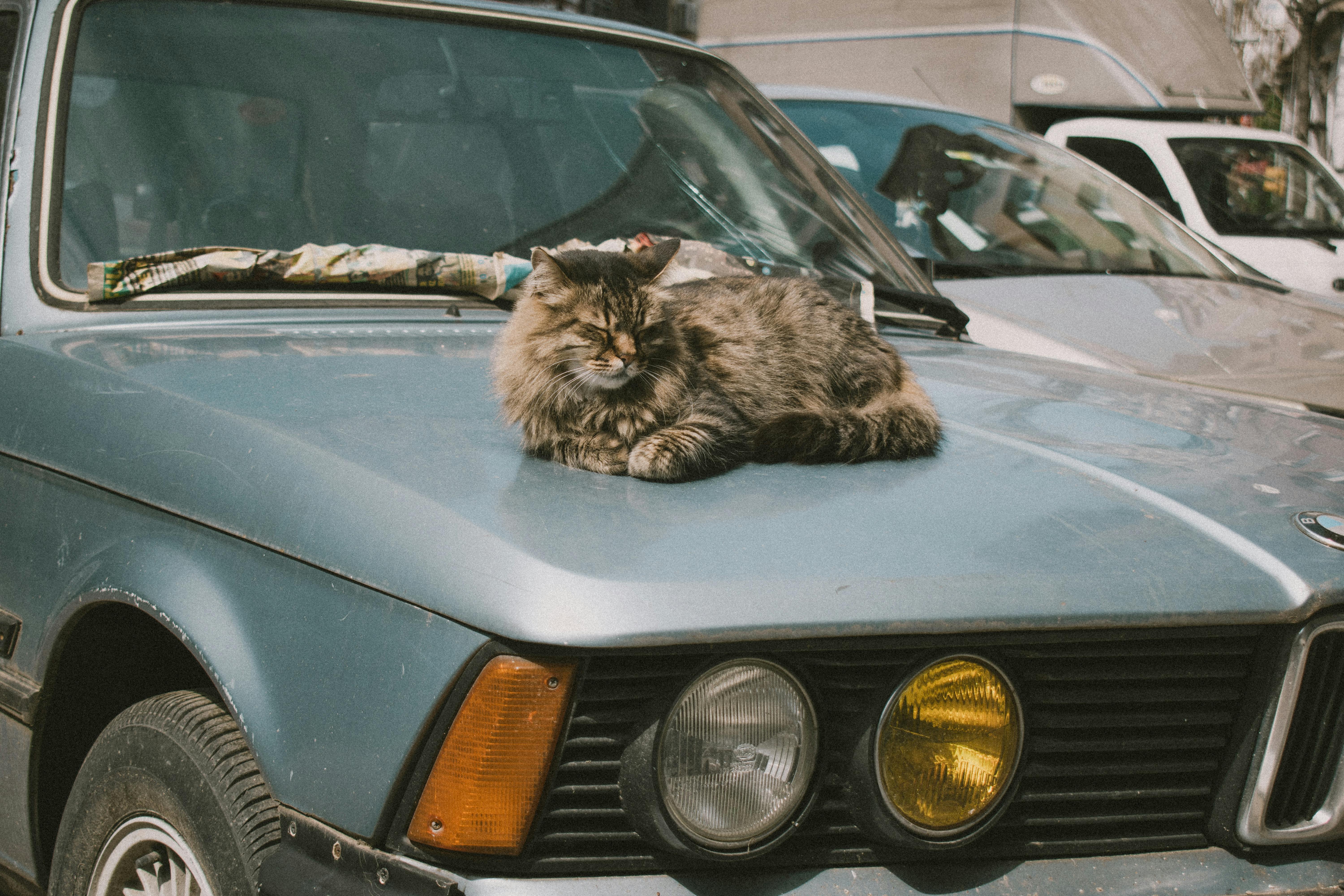 Sıcak Motor Üstünde Kedi · Free Stock Photo