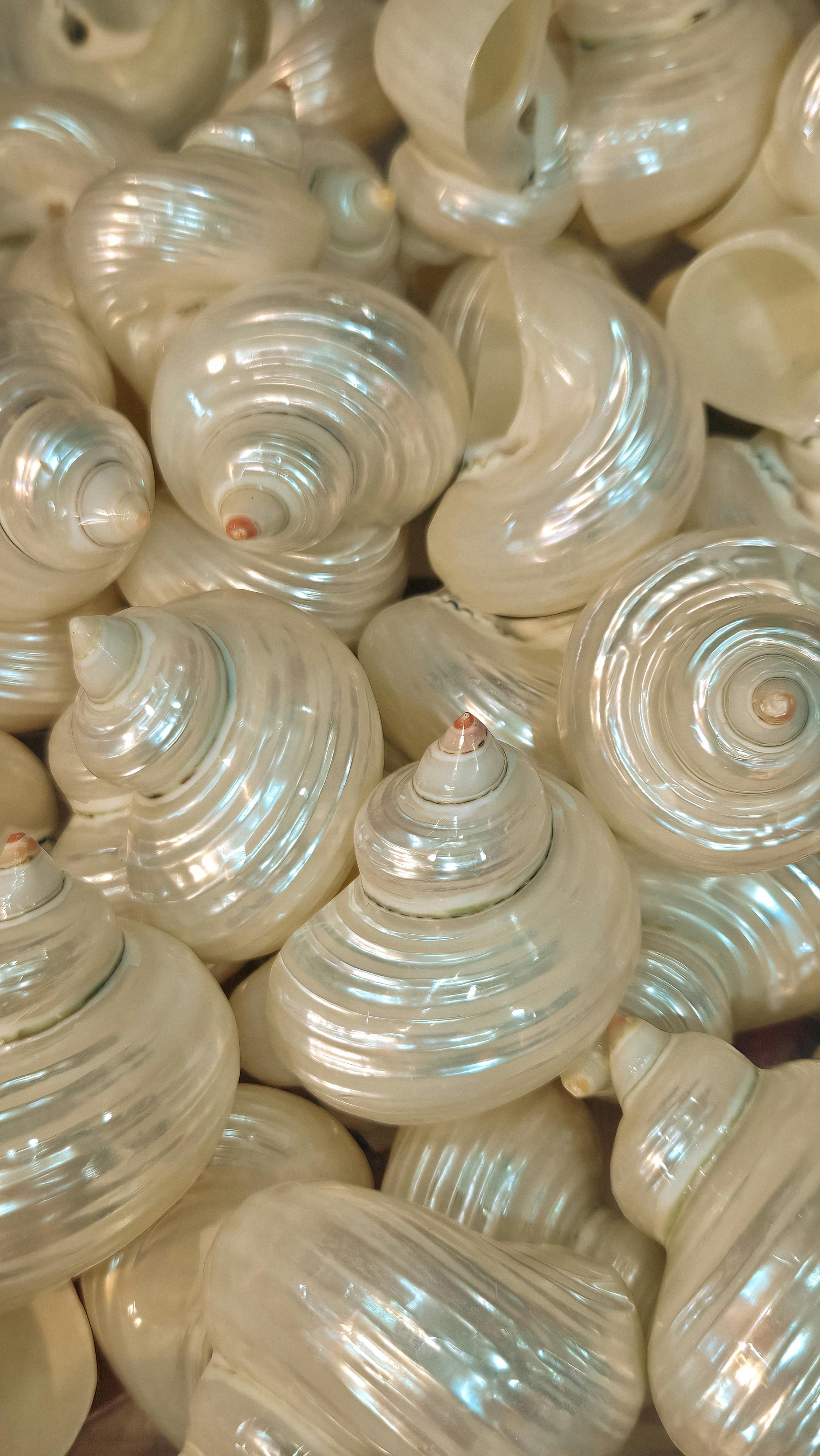 A close up of a bunch of white shells · Free Stock Photo