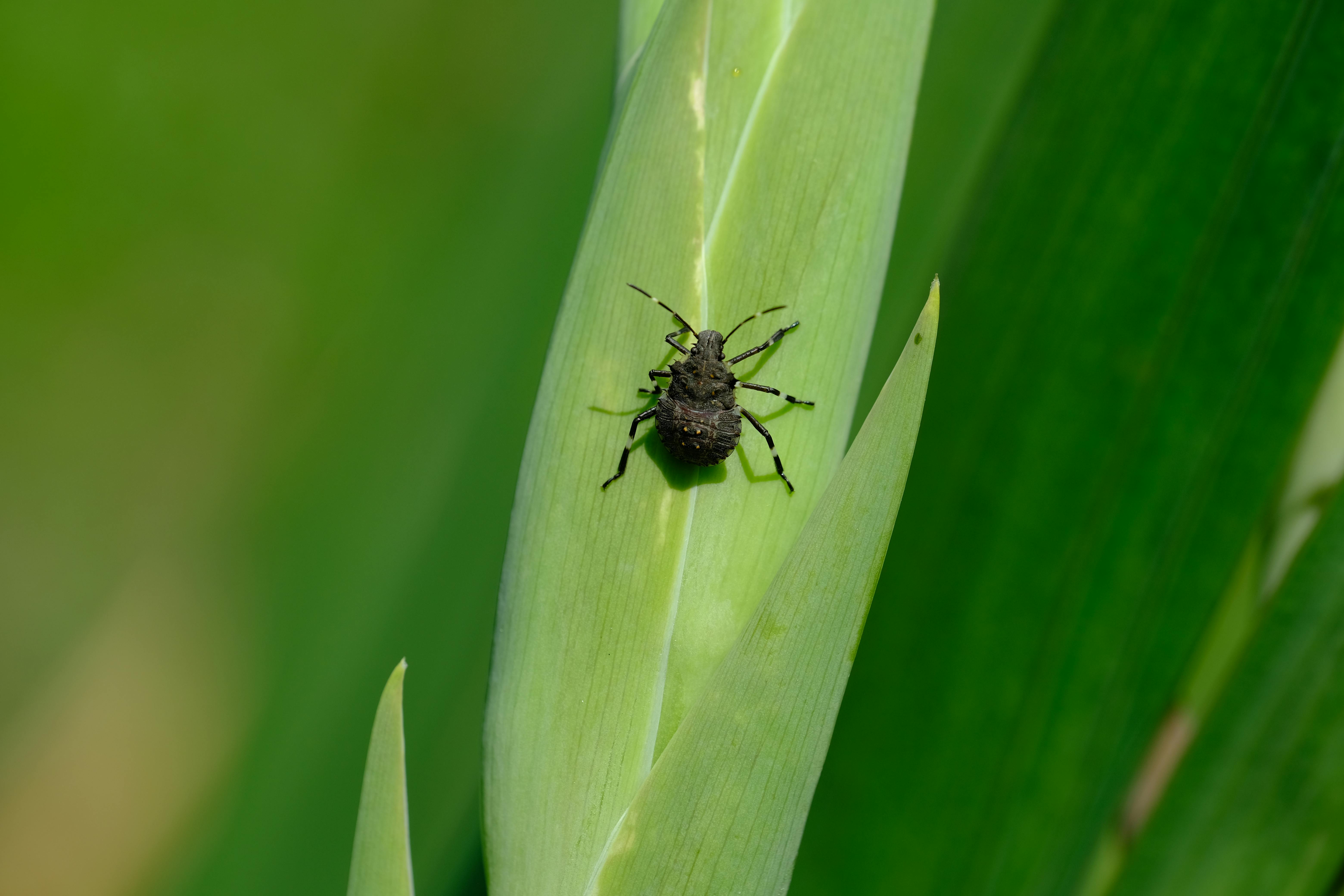 A small bug is sitting on top of a green stalk · Free Stock Photo