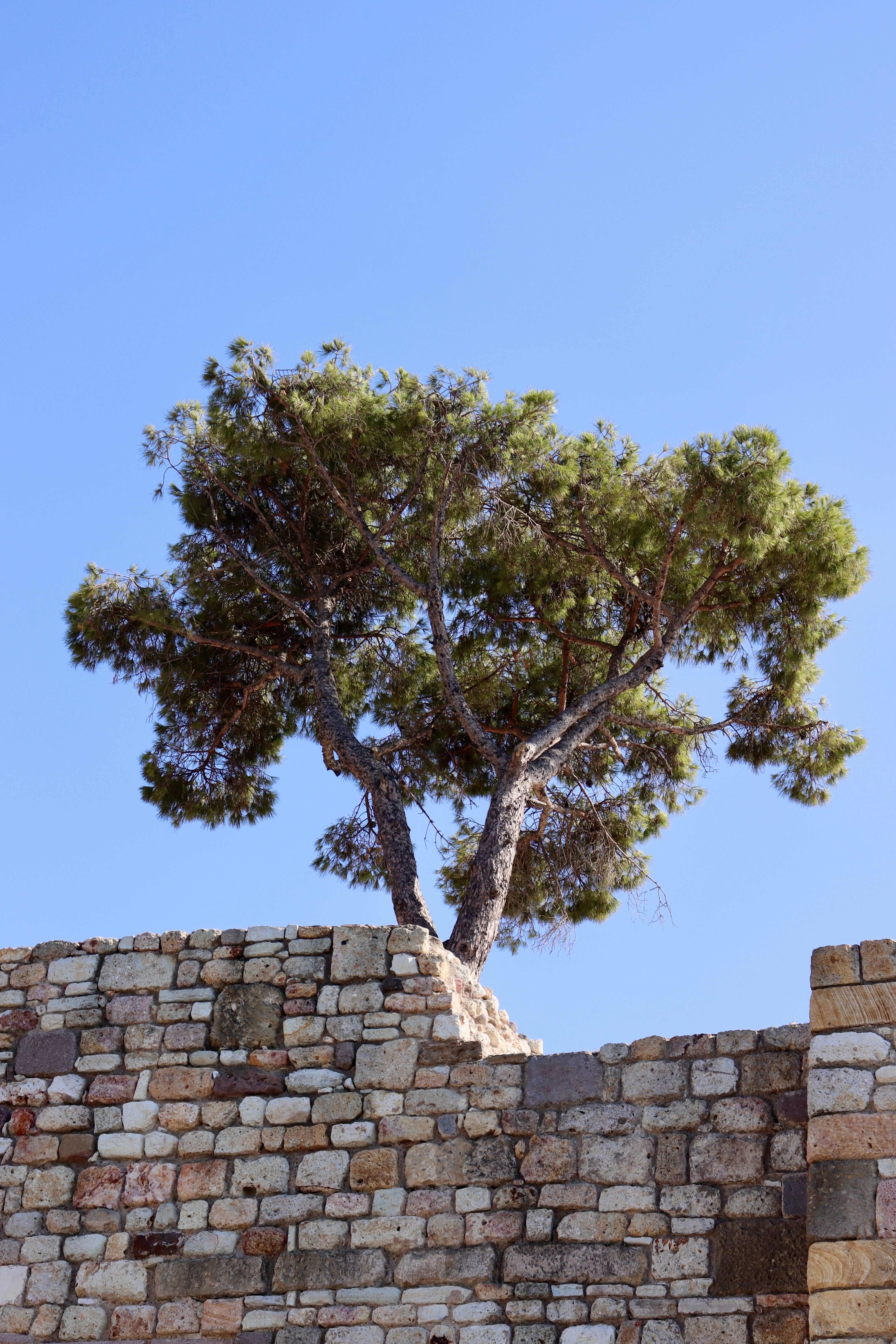 A tree is growing on top of a stone wall · Free Stock Photo