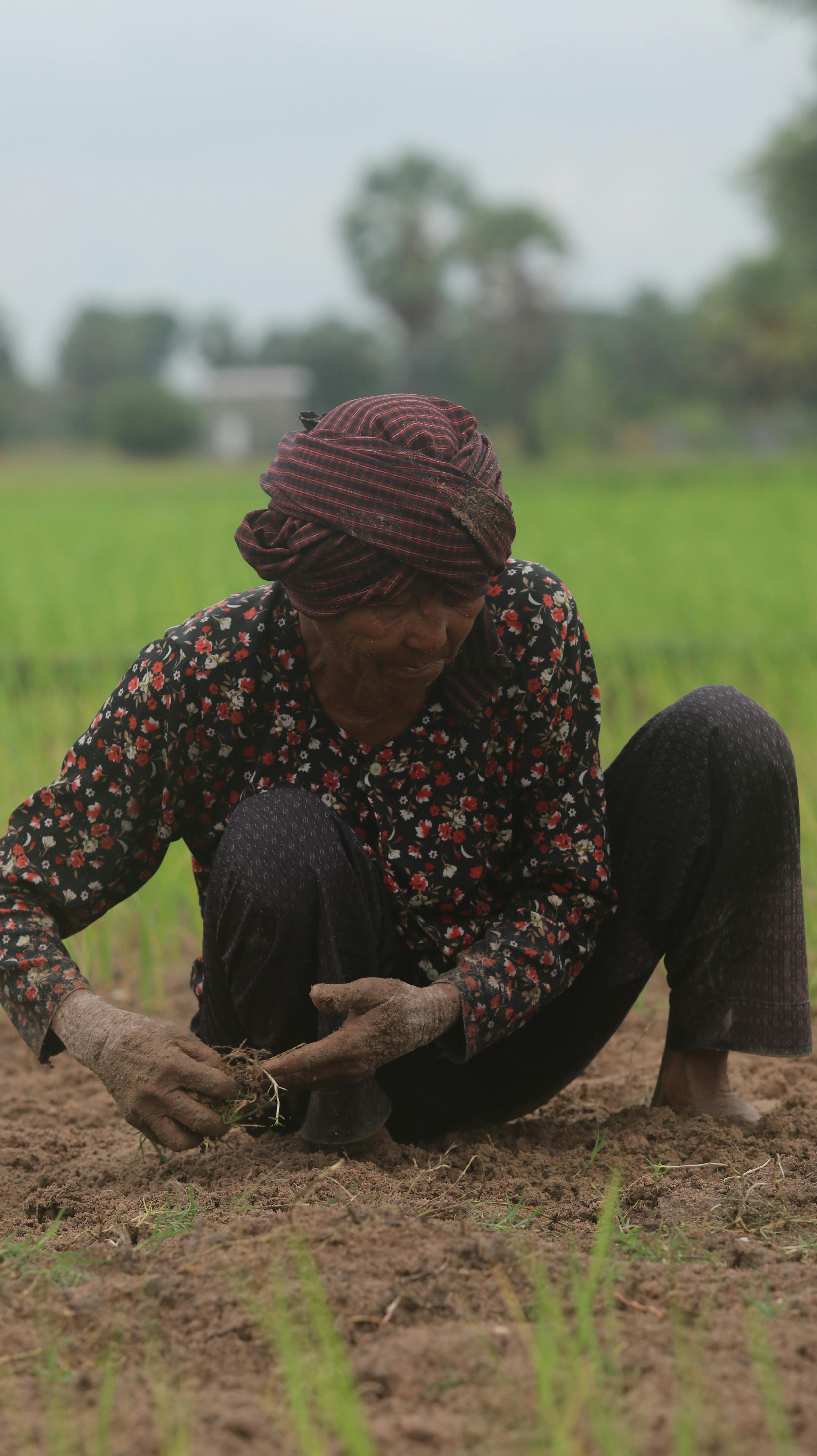 Farmer Working in Rice Paddy Field · Free Stock Photo