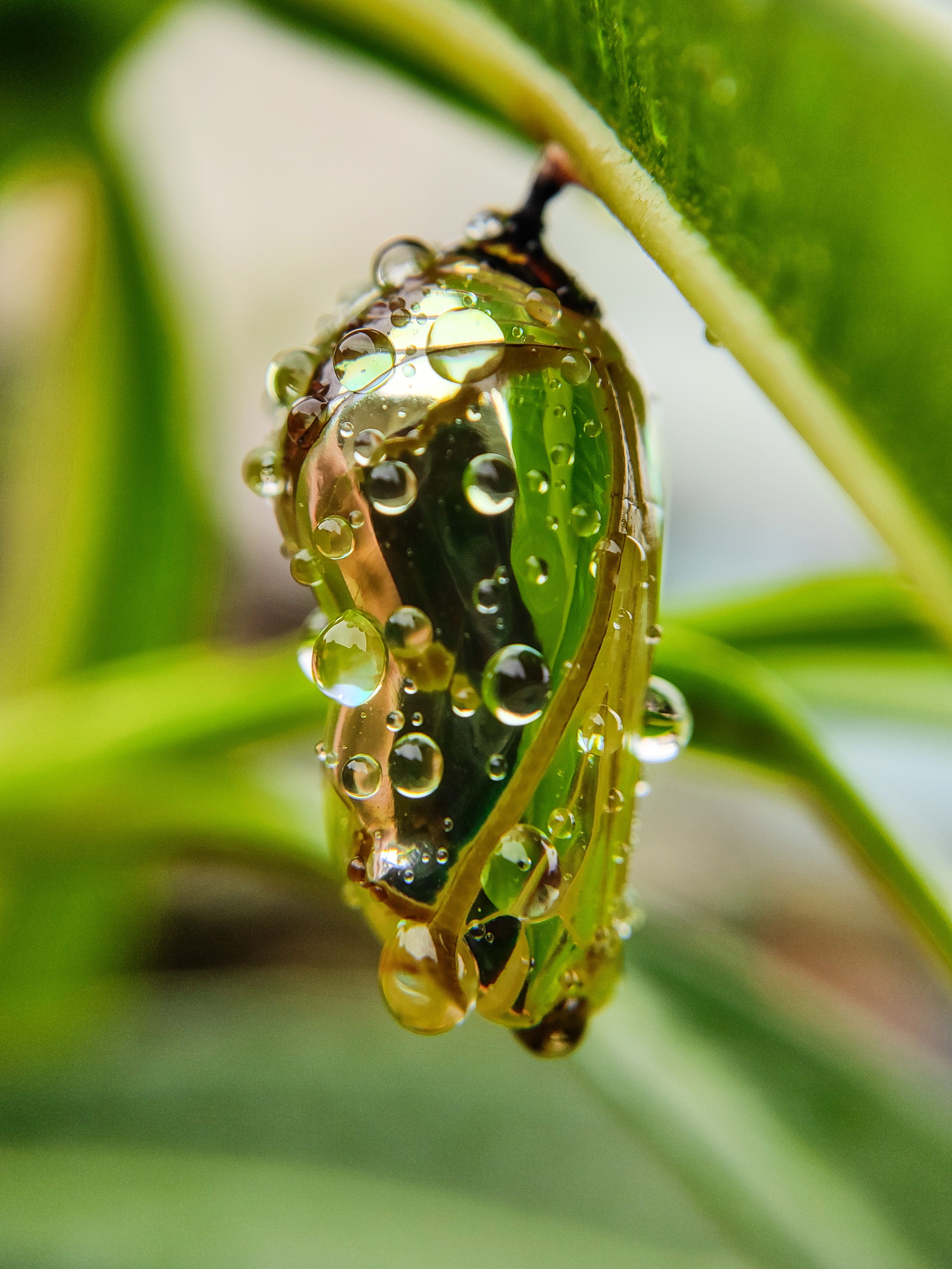 Foto de stock gratuita sobre agua, al aire libre, biología, bonito ...