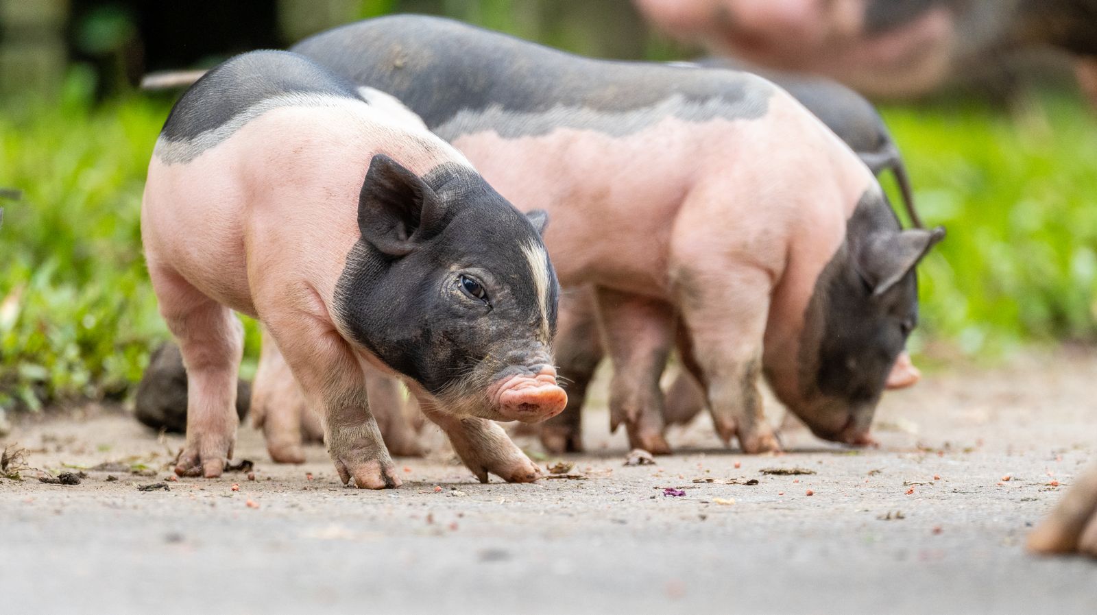Cute Pigs Photos, Download The BEST Free Cute Pigs Stock Photos & HD Images