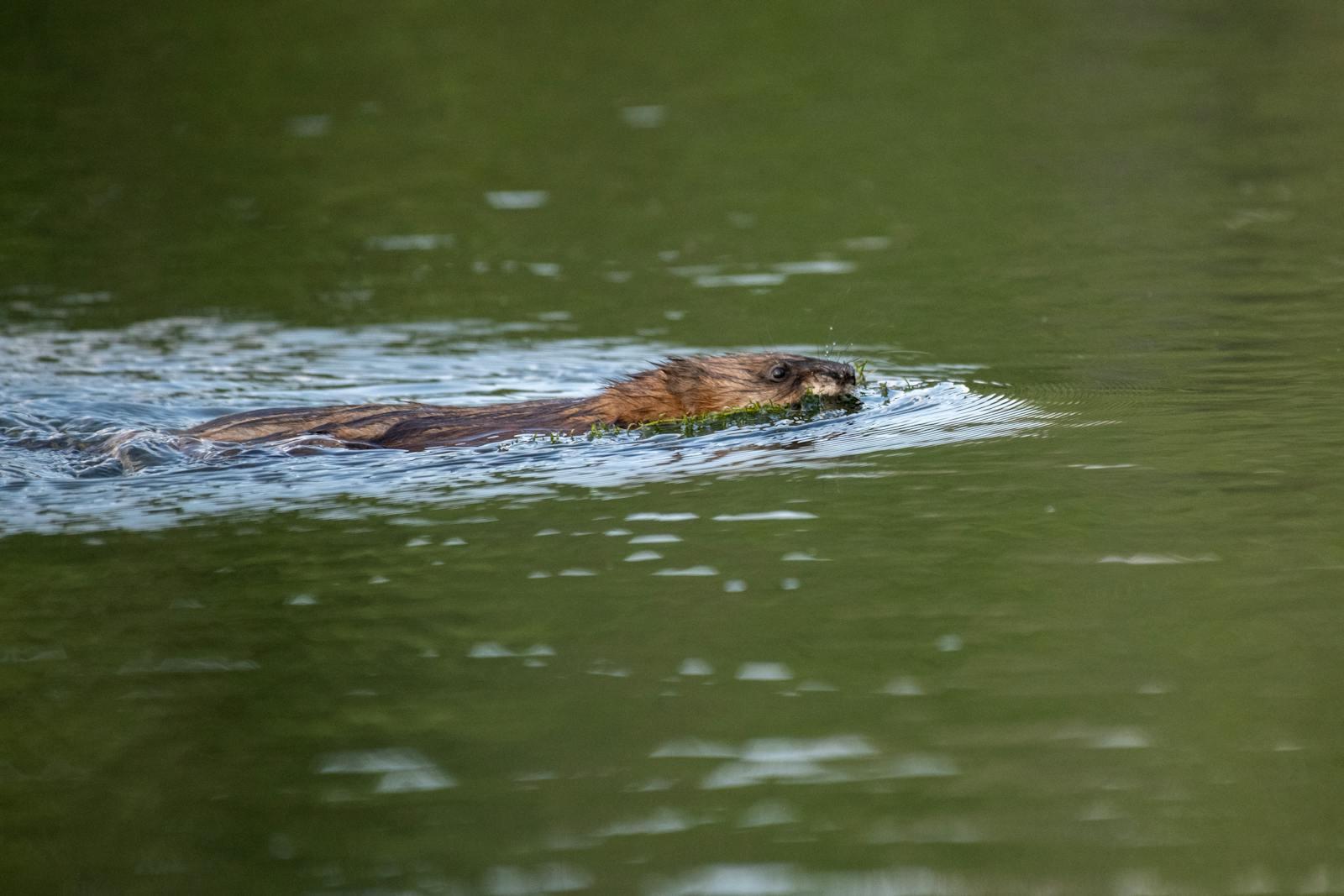 Beaver Photos, Download The BEST Free Beaver Stock Photos & HD Images