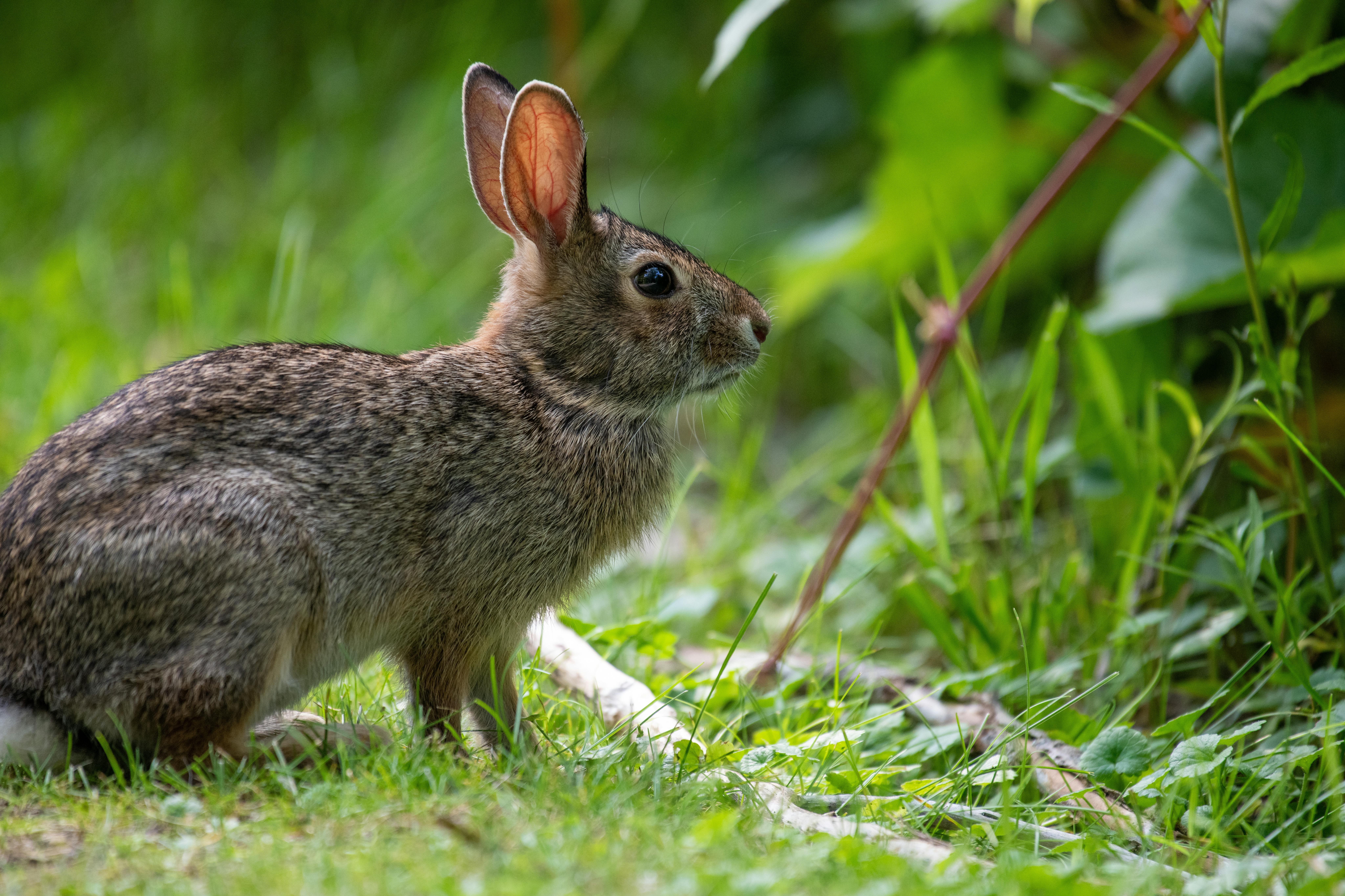 A rabbit is standing in the grass near some trees · Free Stock Photo