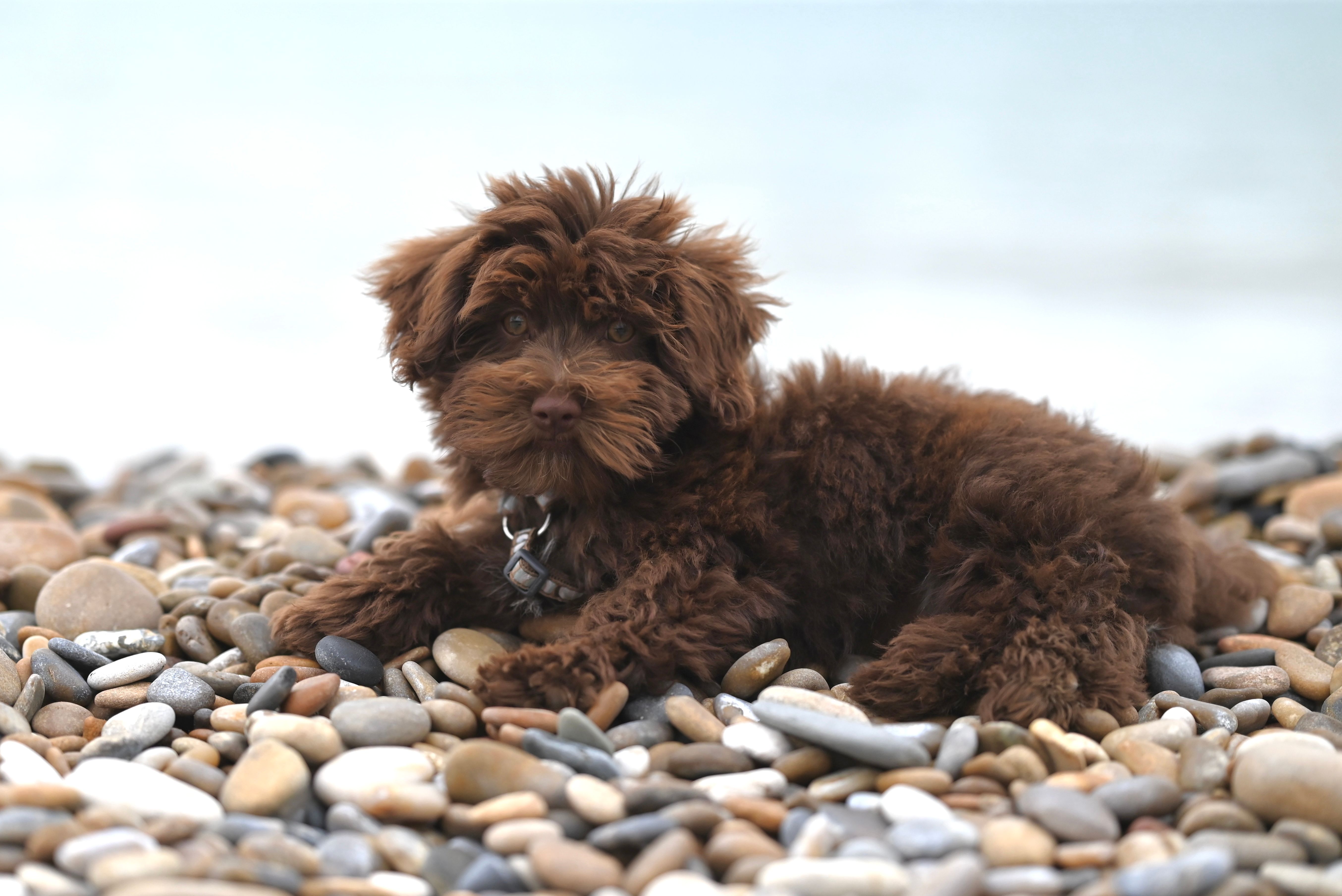 A brown puppy laying on a beach with pebbles · Free Stock Photo