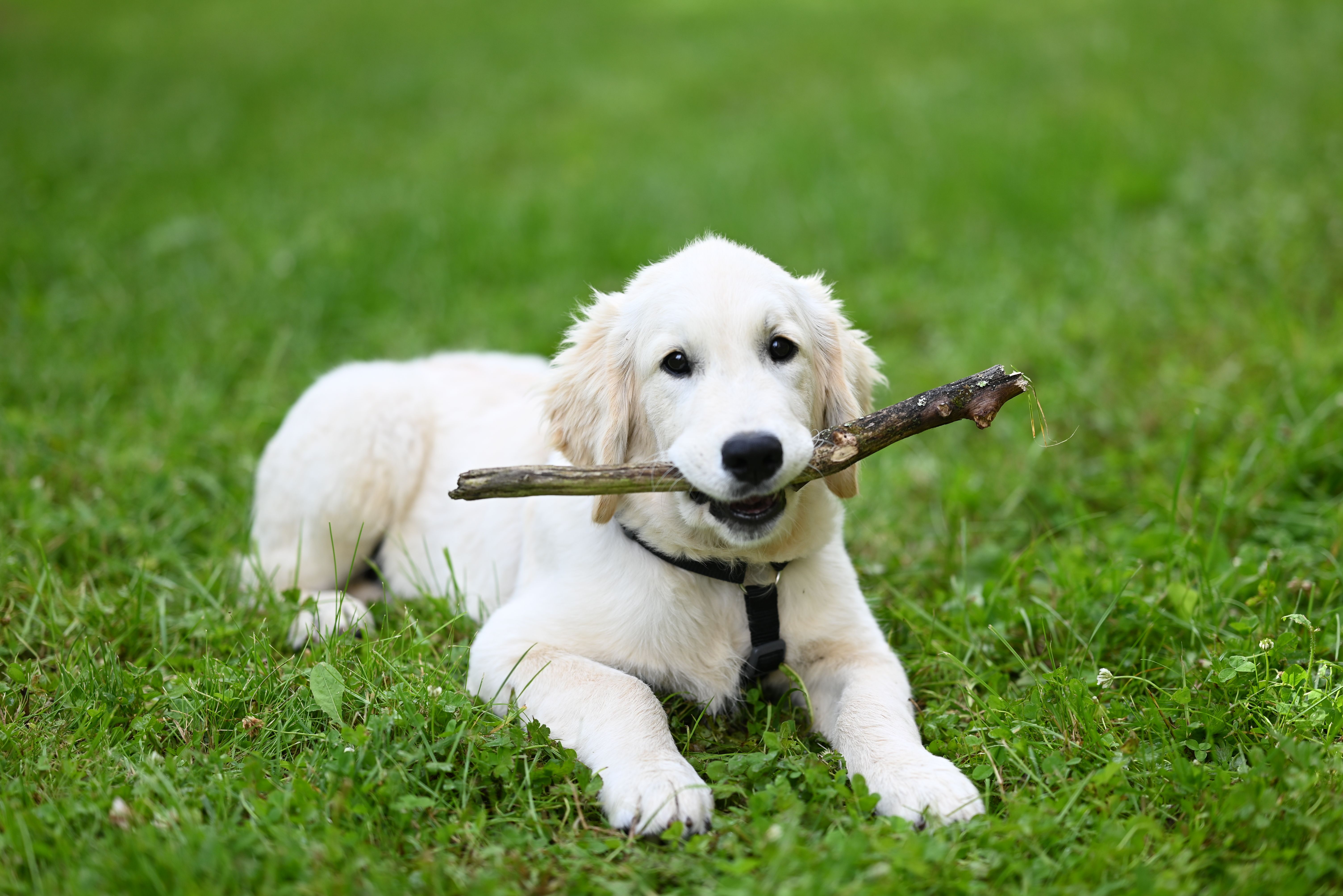 White dog with stick · Free Stock Photo