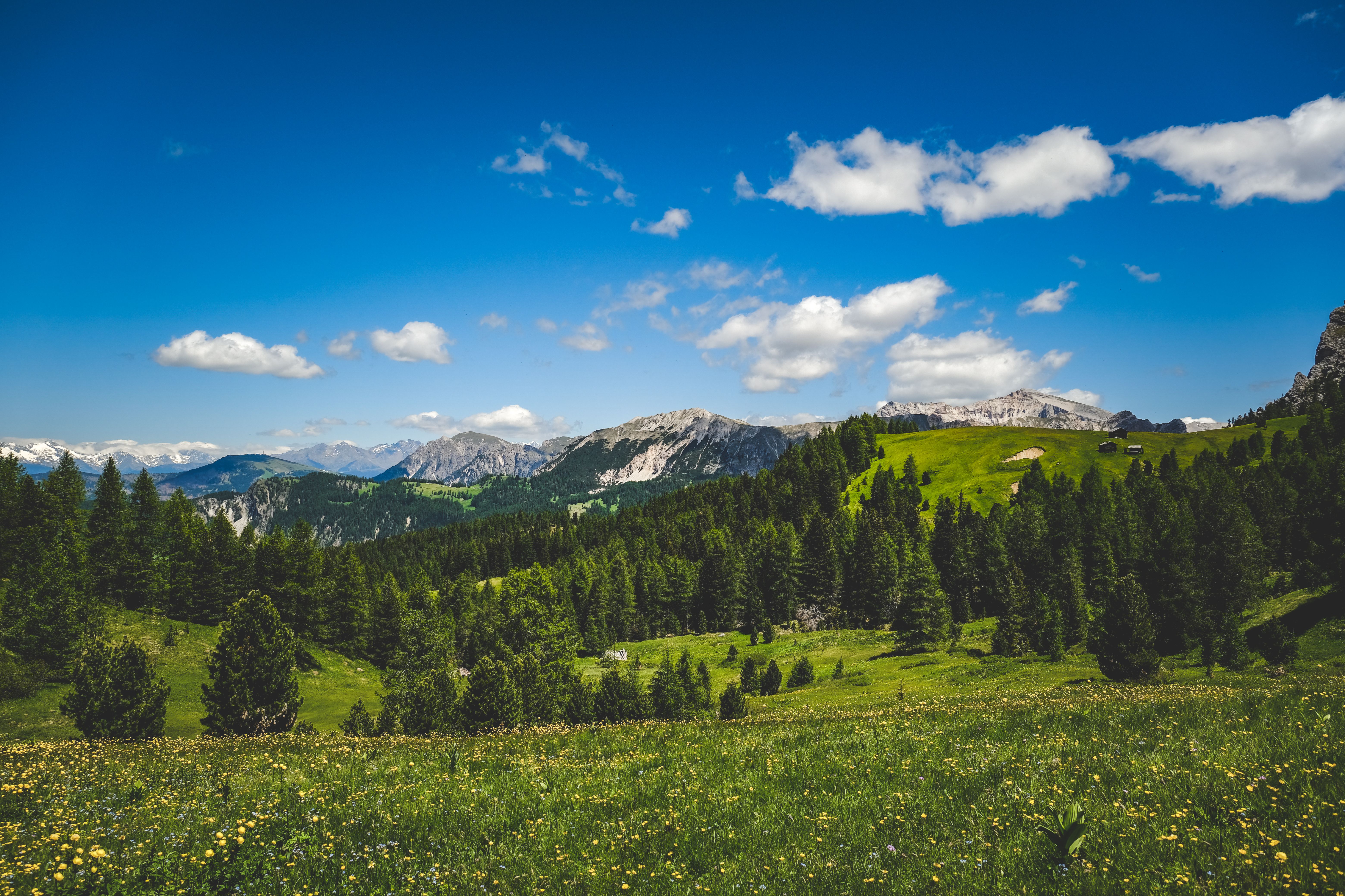 A beautiful green meadow with trees and flowers · Free Stock Photo