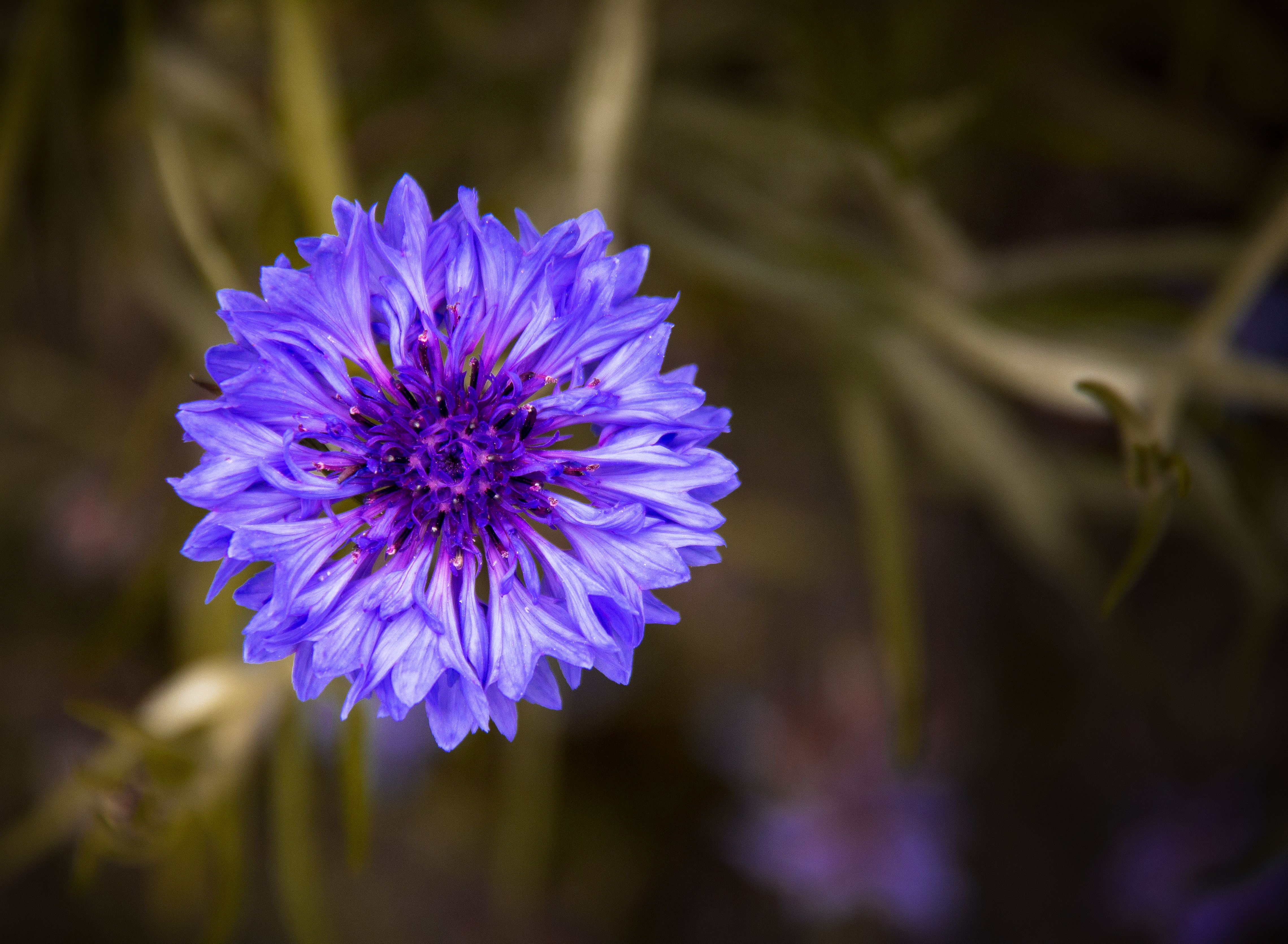 Fiore · Free Stock Photo