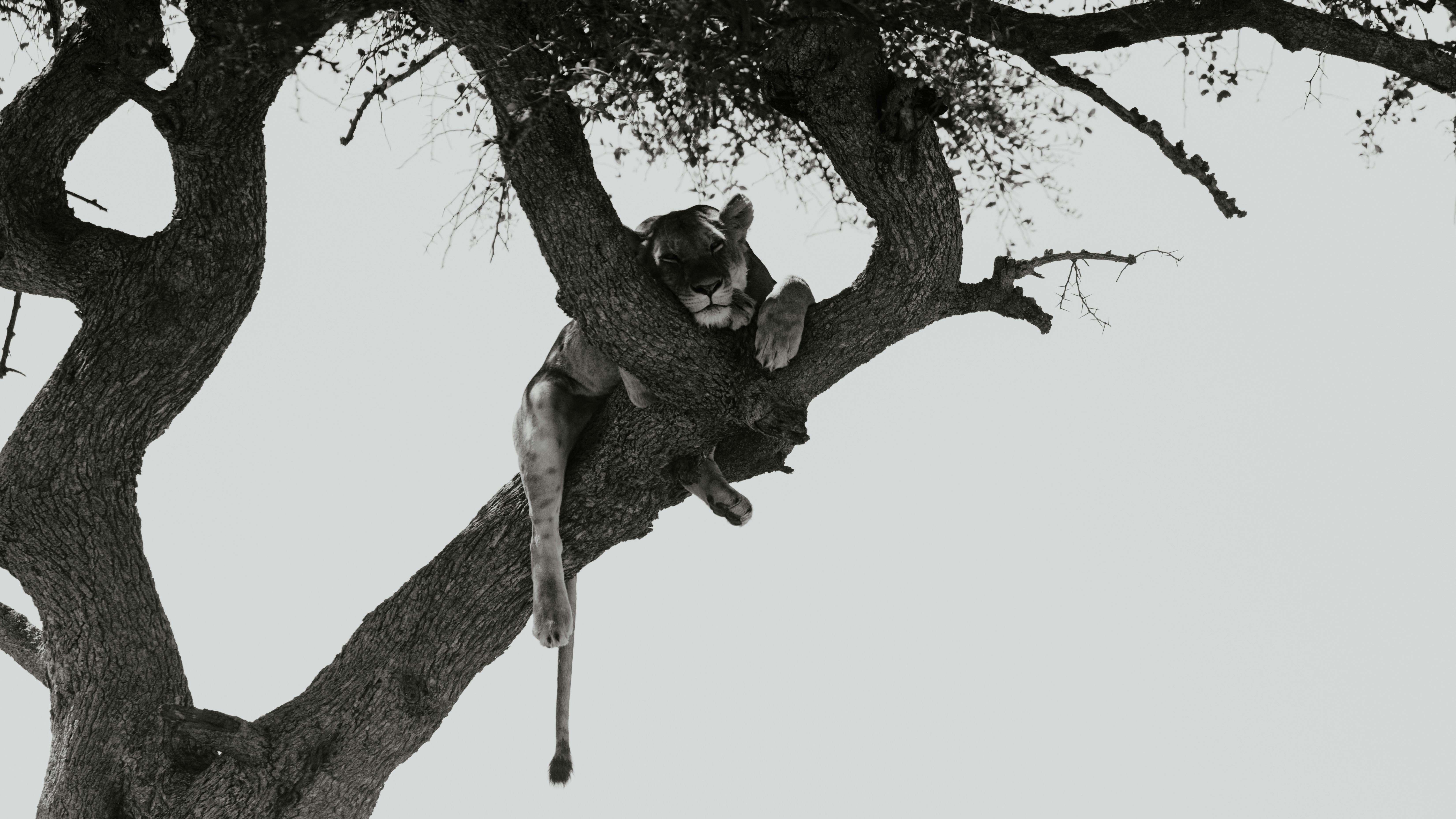 Queen Of Beasts Photos, Download The BEST Free Queen Of Beasts Stock ...