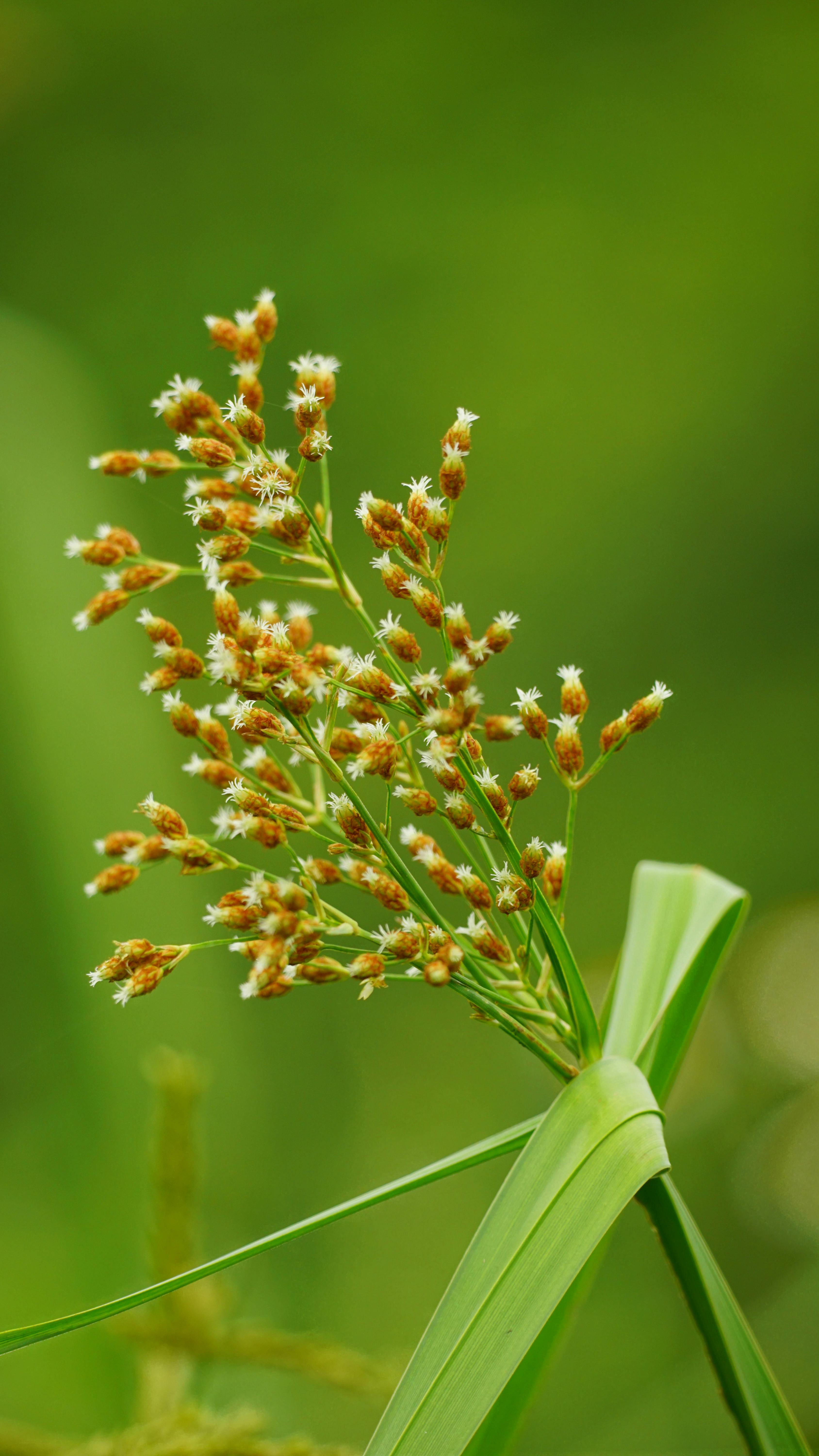 Cattail Plant · Free Stock Photo