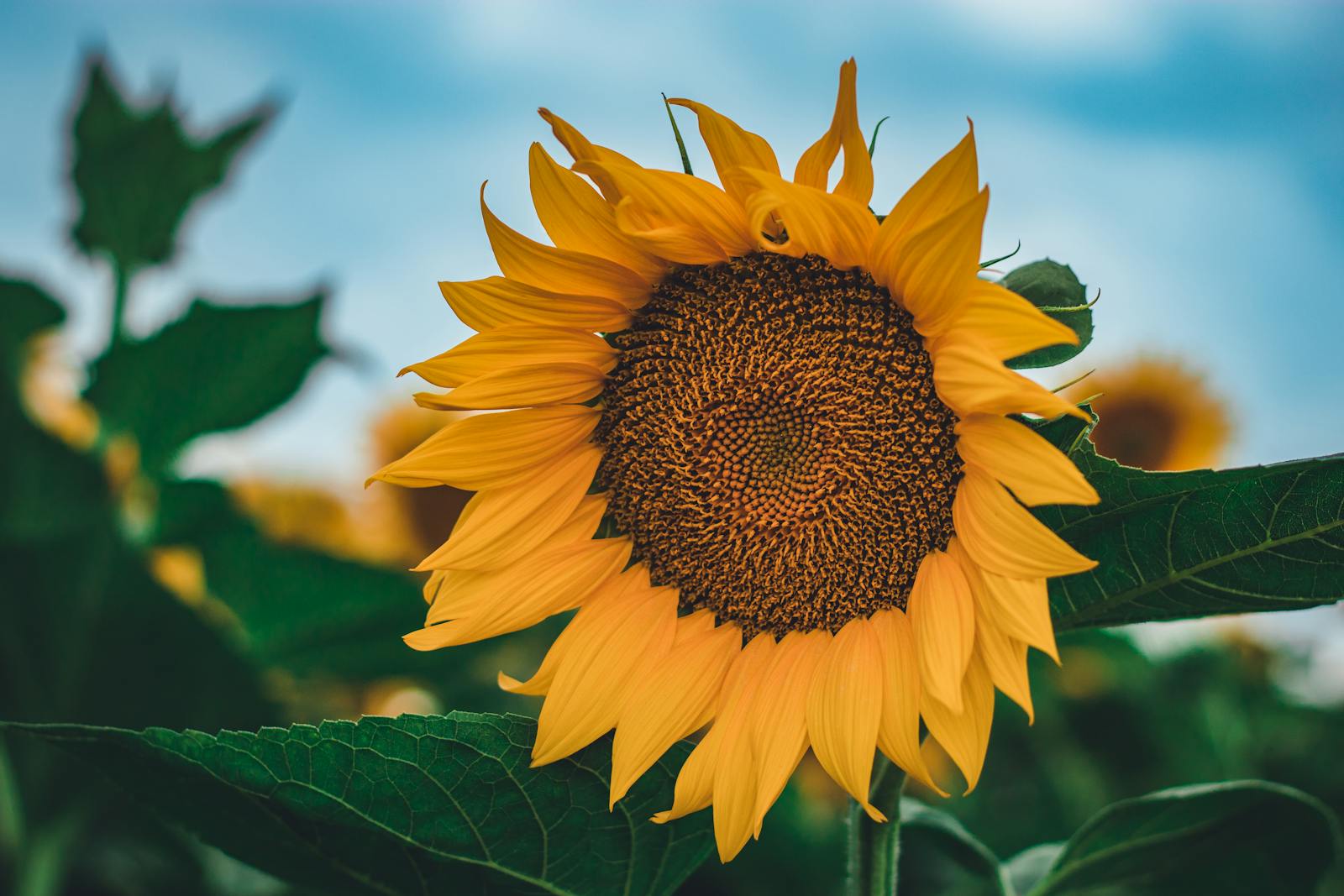 Blue Flowers Wallpaper Photos, Download The BEST Free Blue Flowers ...