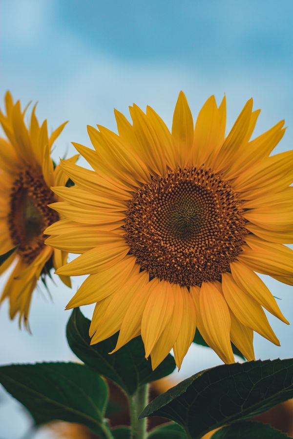 4k Sunflower Wallpaper Photos, Download The BEST Free 4k Sunflower ...