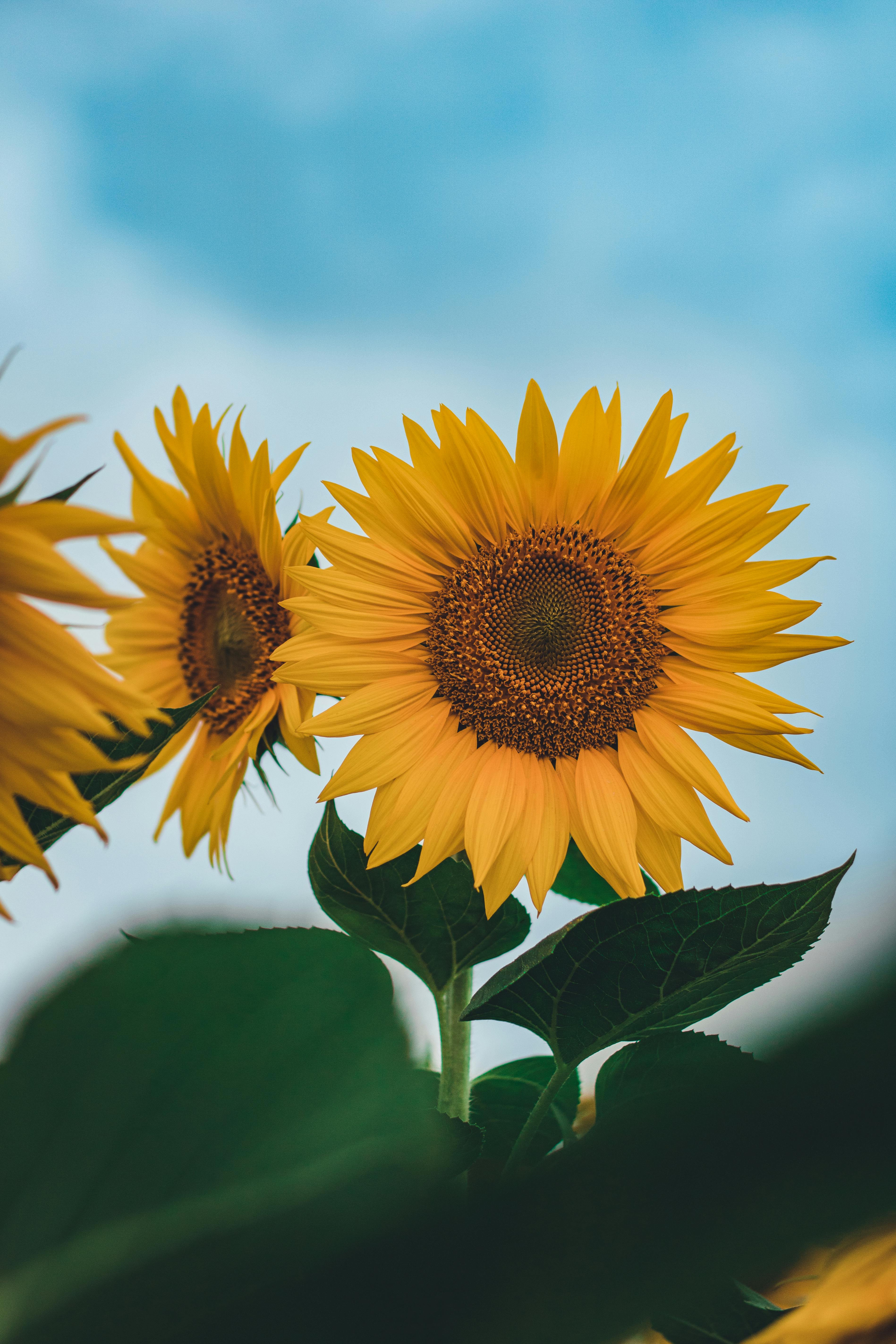 4k Sunflower Wallpaper Photos, Download The BEST Free 4k Sunflower ...