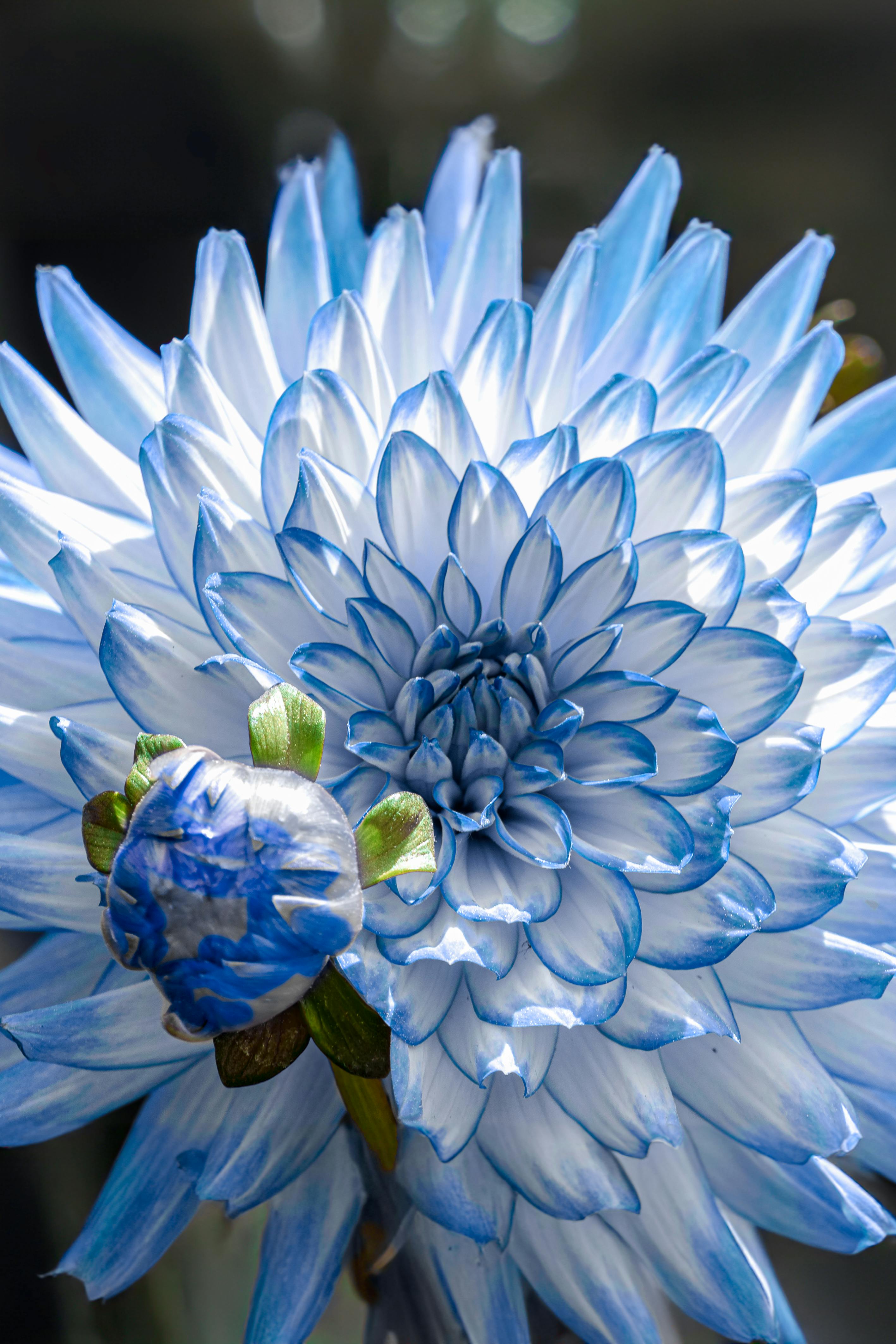 Blue Dahlia Photos, Download The BEST Free Blue Dahlia Stock Photos ...