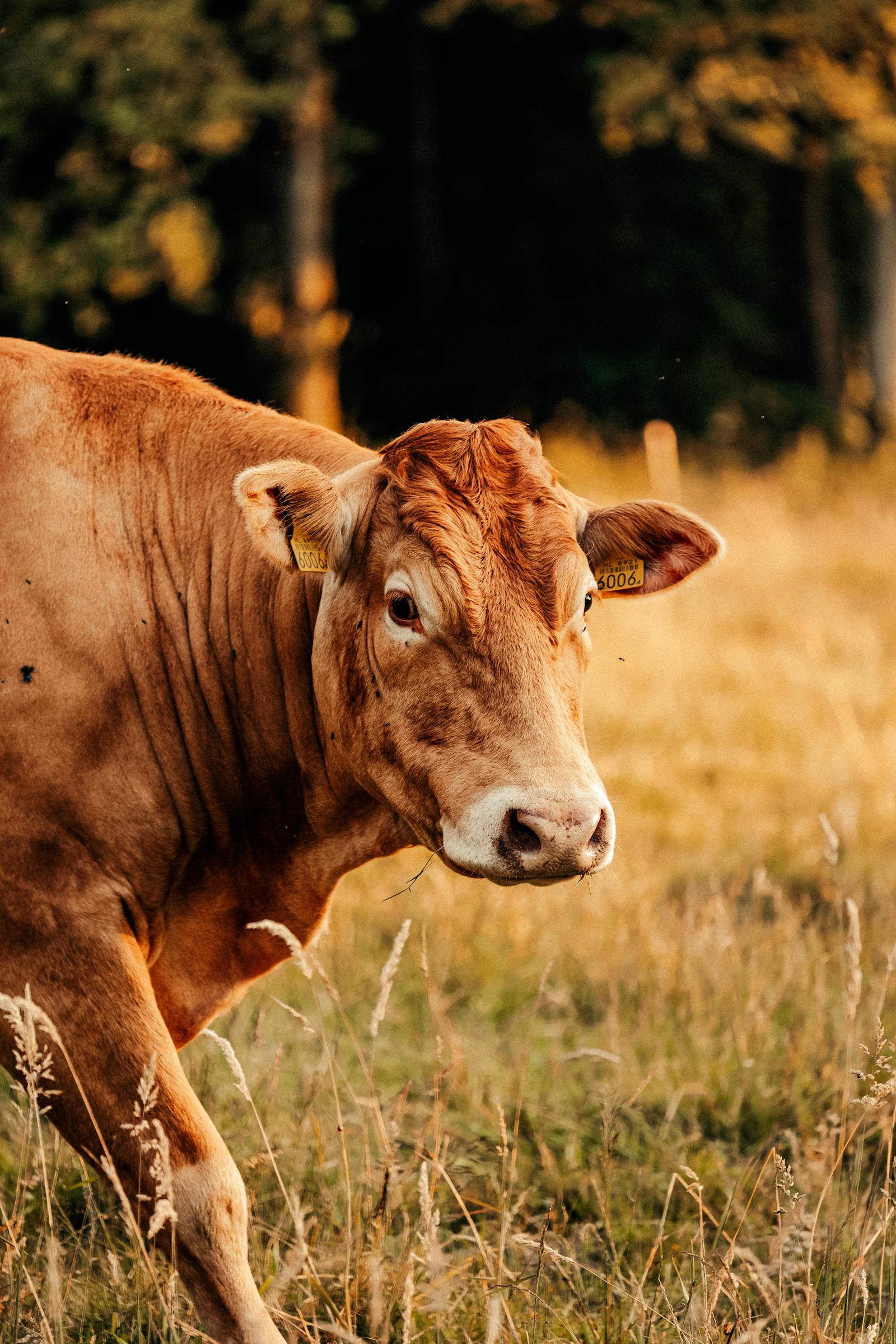 Cow Without Background Photos, Download The BEST Free Cow Without ...