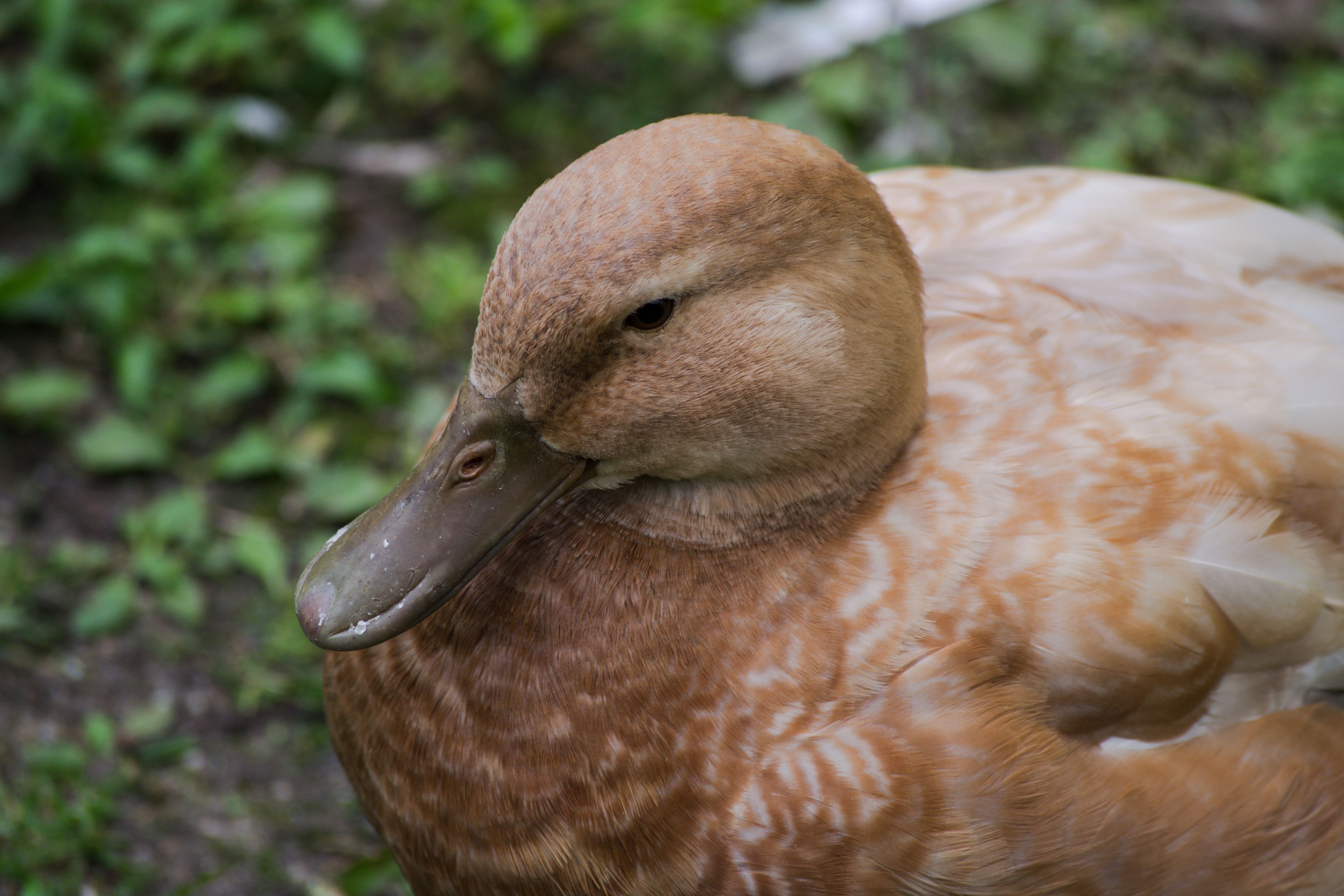 A duck is sitting on the ground in the grass · Free Stock Photo