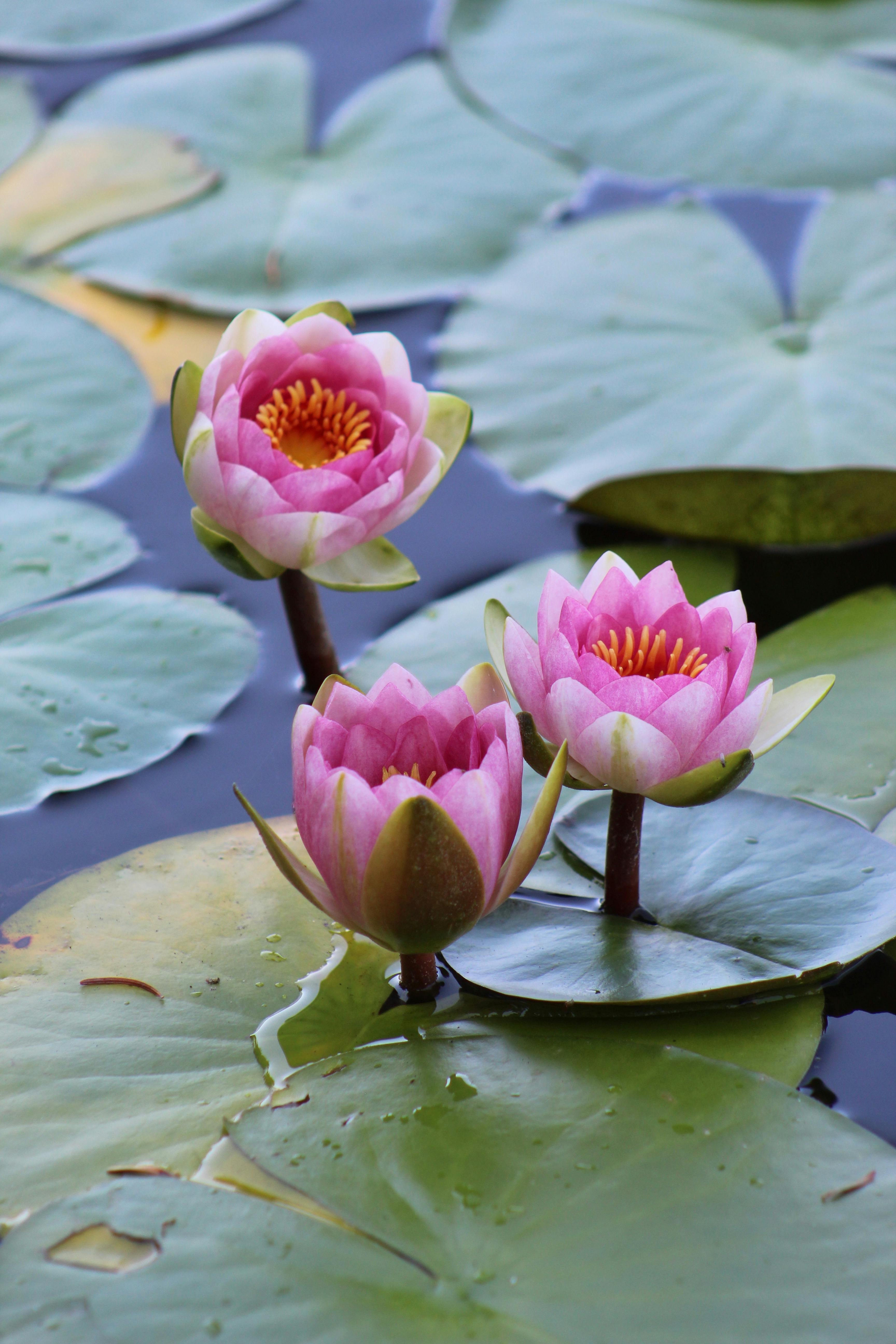 Unsplash Lotus Photos, Download The BEST Free Unsplash Lotus Stock ...