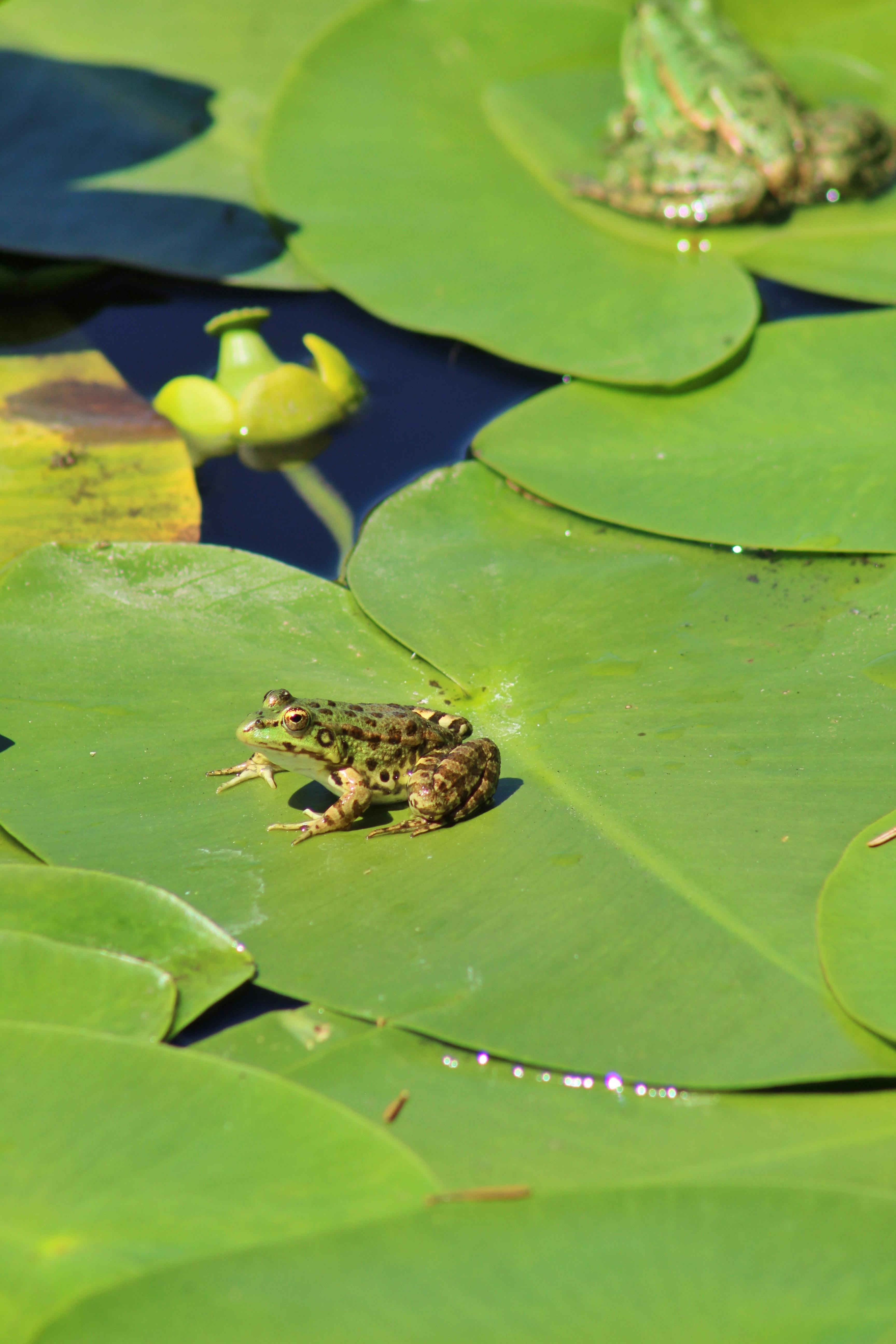 Lotus Animal Photos, Download The BEST Free Lotus Animal Stock Photos ...