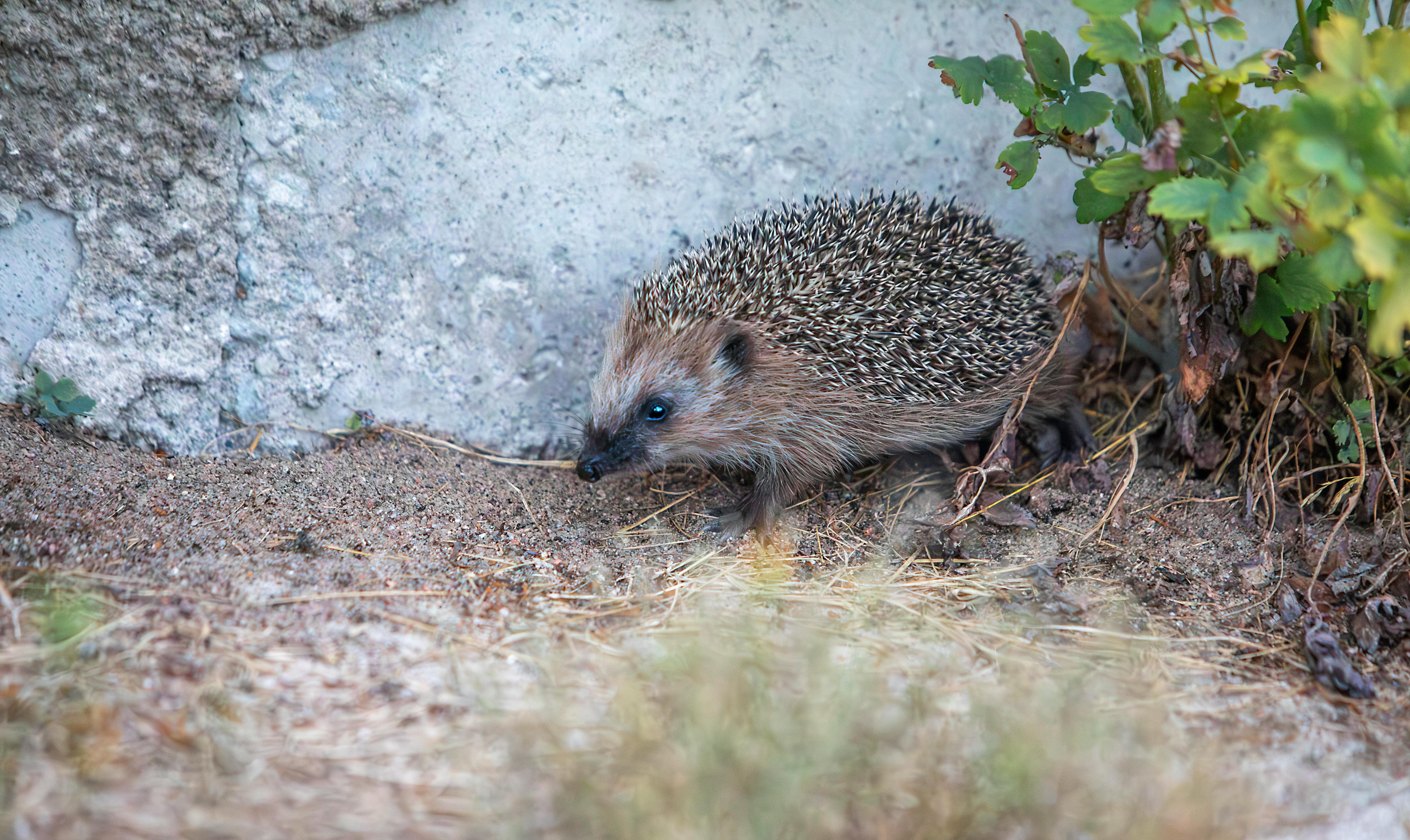 Tilt Shift Photography of Brown and Gray Hedgehog · Free Stock Photo