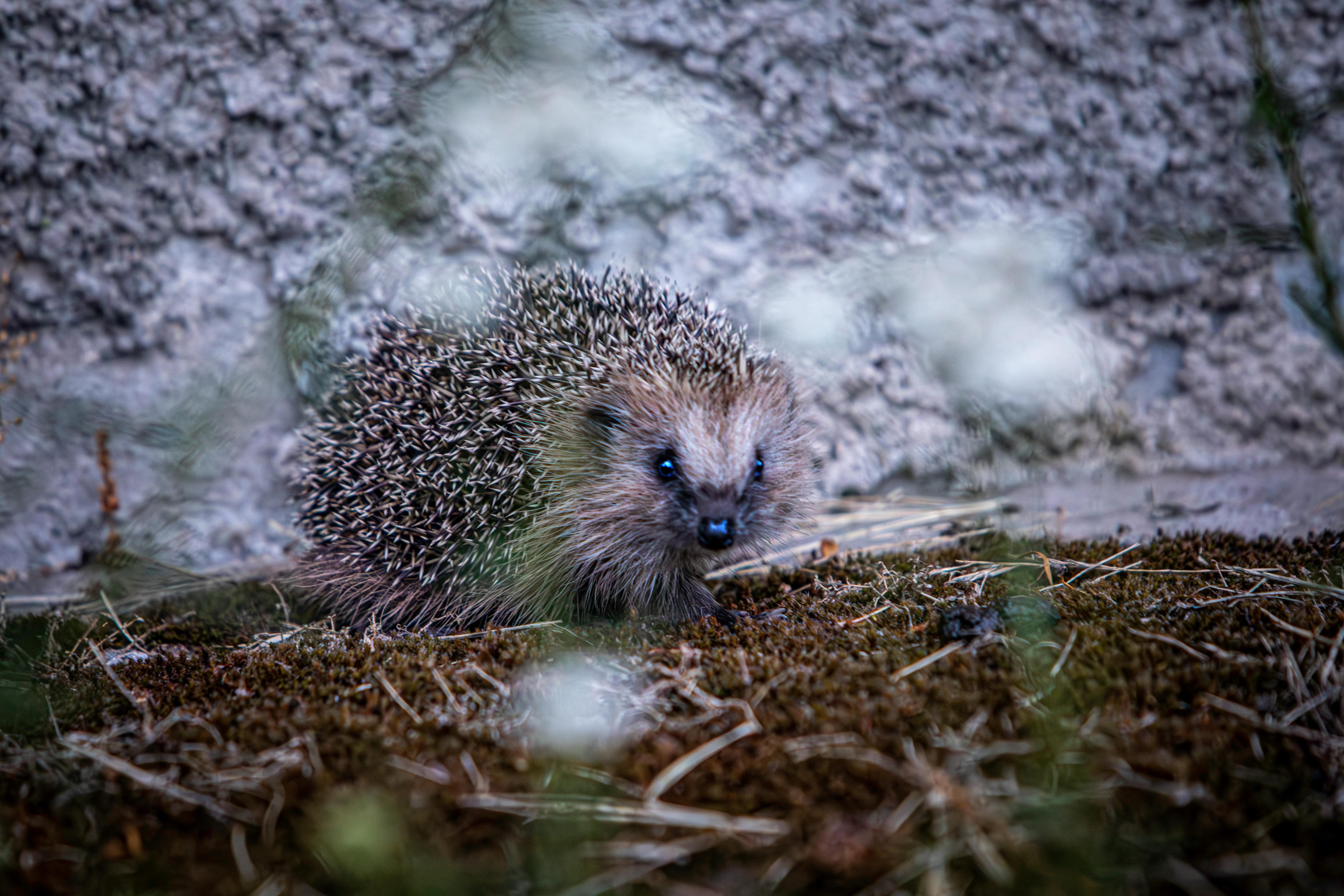 Hedgehog Adaptation Photos, Download The BEST Free Hedgehog Adaptation ...