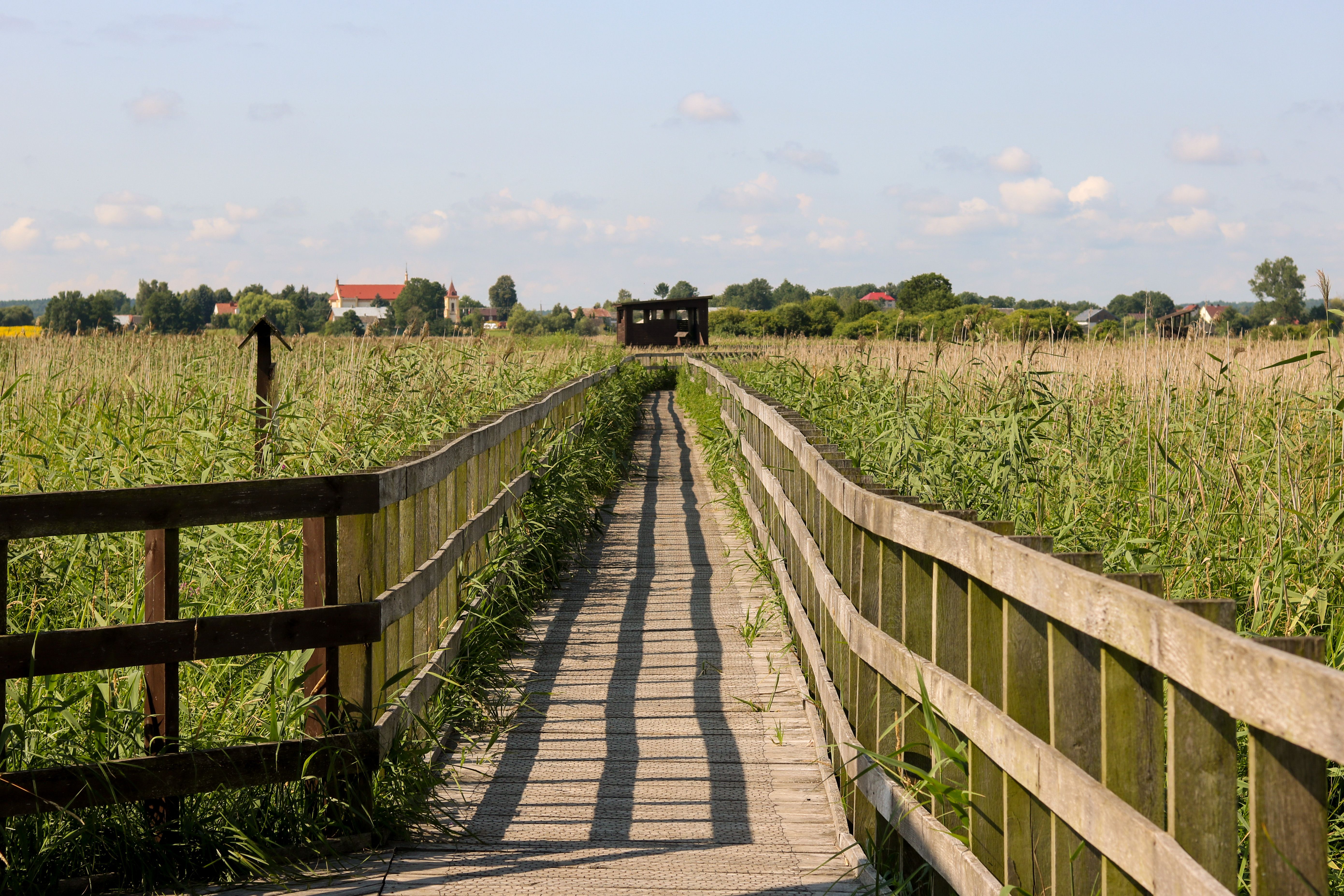 A wooden walkway leads to a field with tall grass · Free Stock Photo