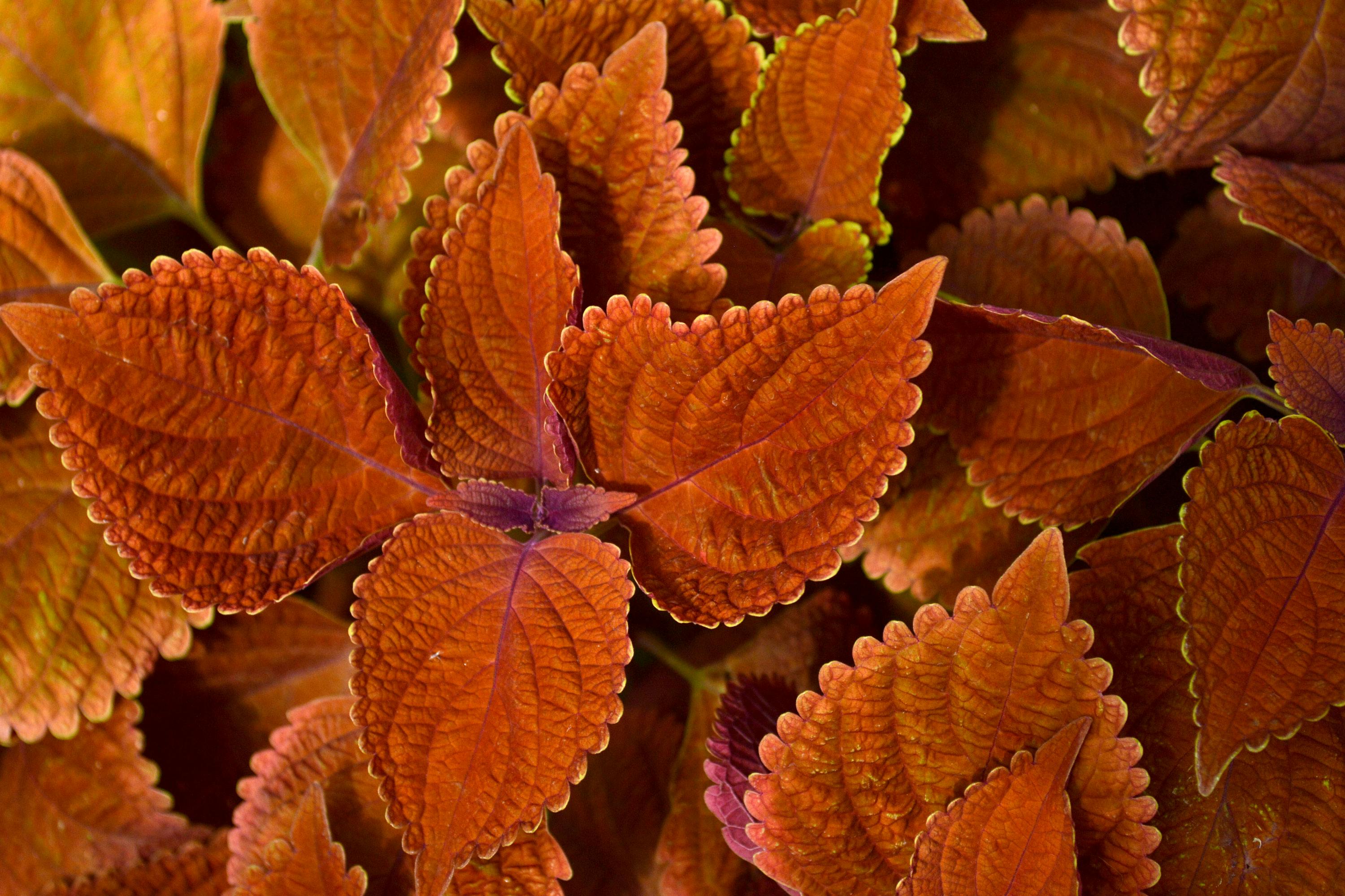 Orange Coleus Leaves · Free Stock Photo