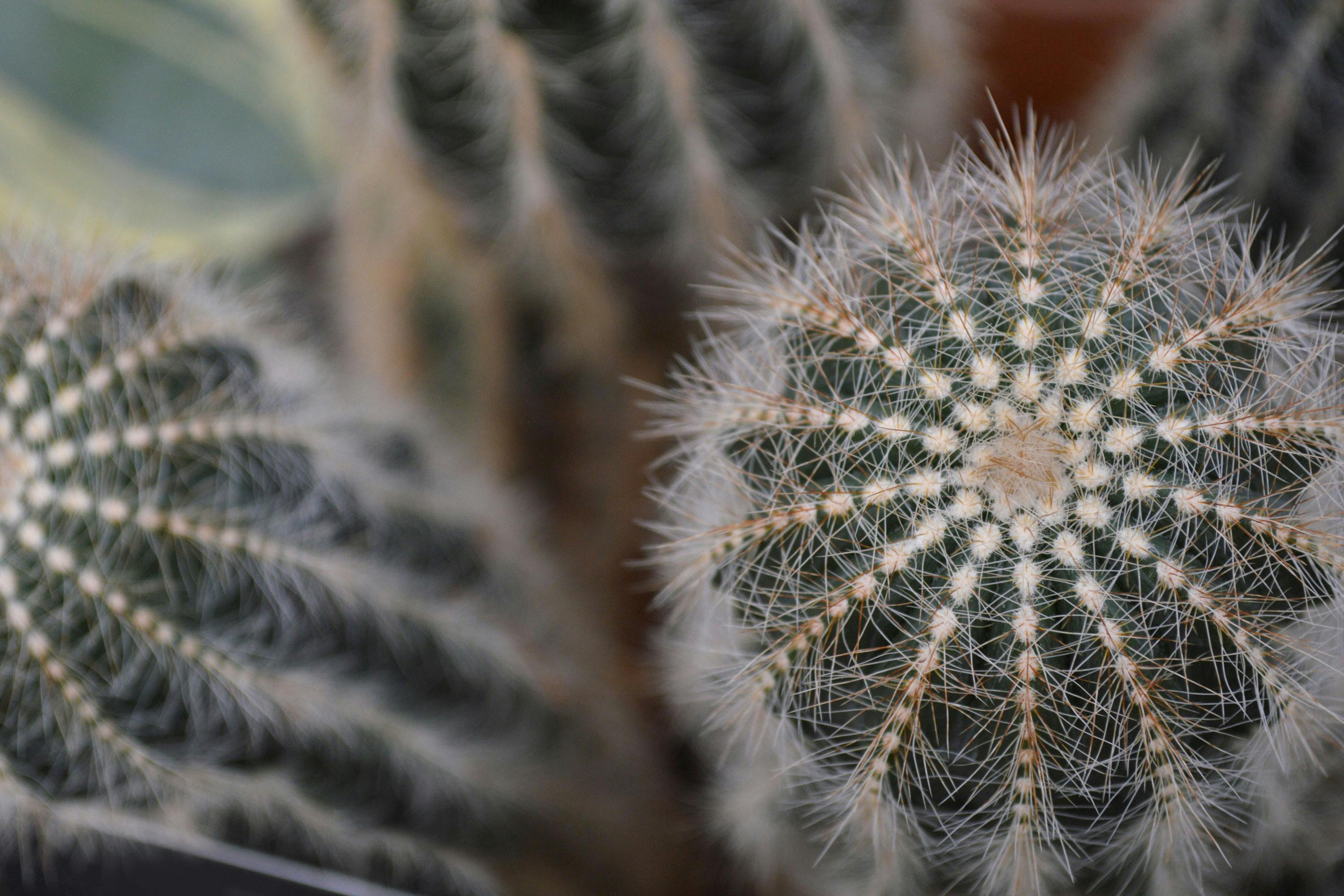 Cactus Radial Designs Photos, Download The BEST Free Cactus Radial ...