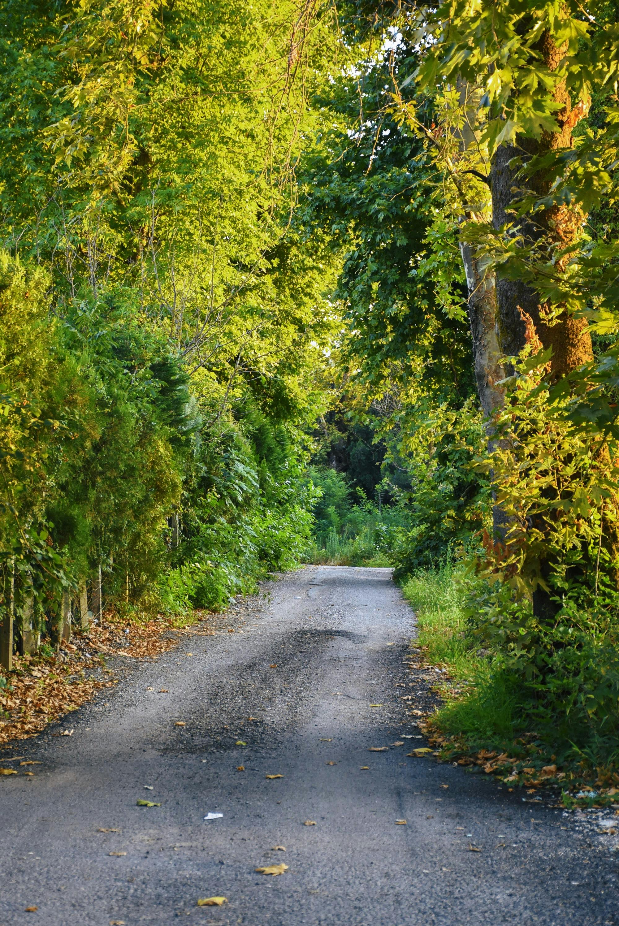 Processed with VSCO with l1 preset · Free Stock Photo