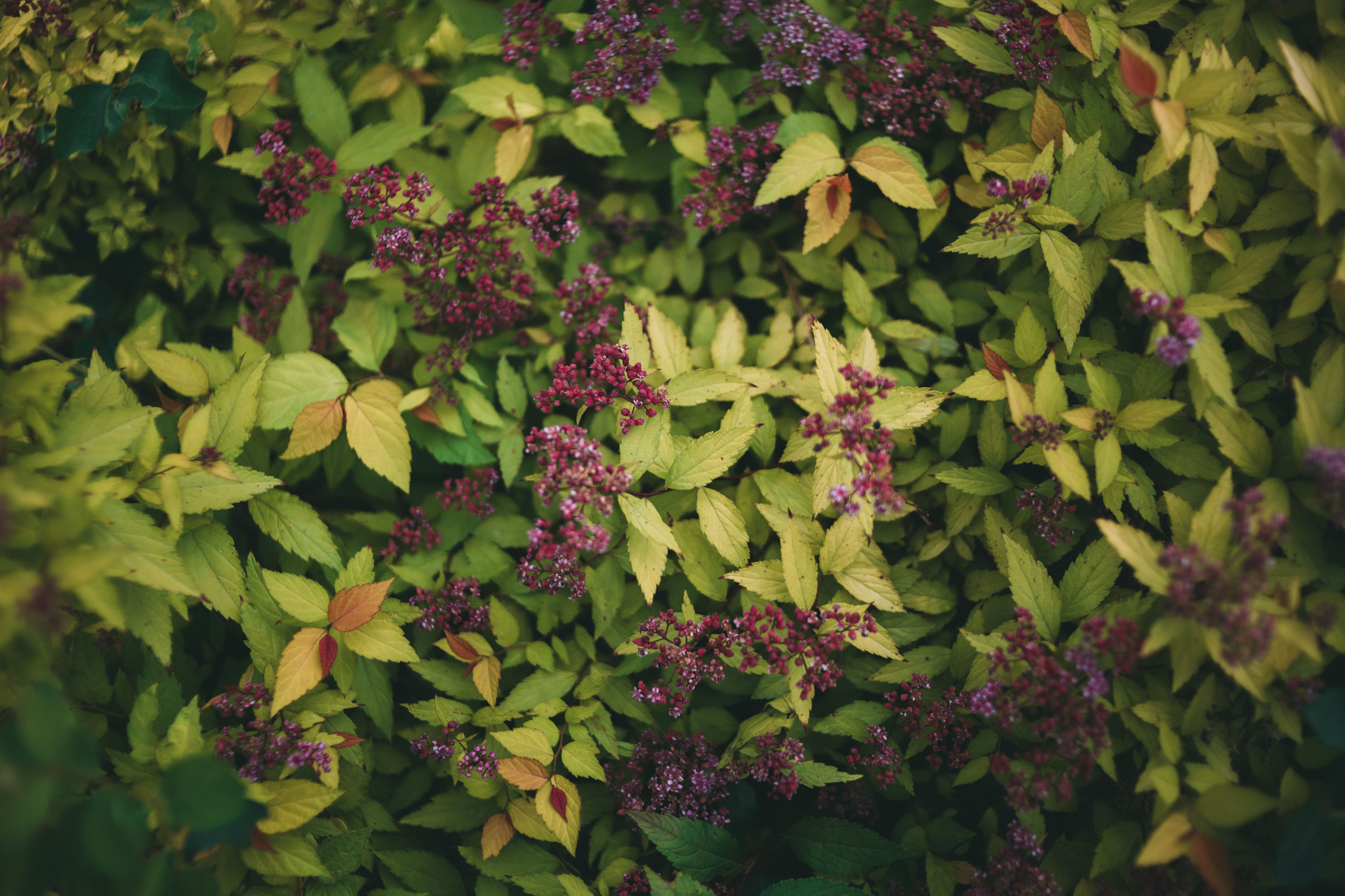 A close up of a green and purple bush · Free Stock Photo