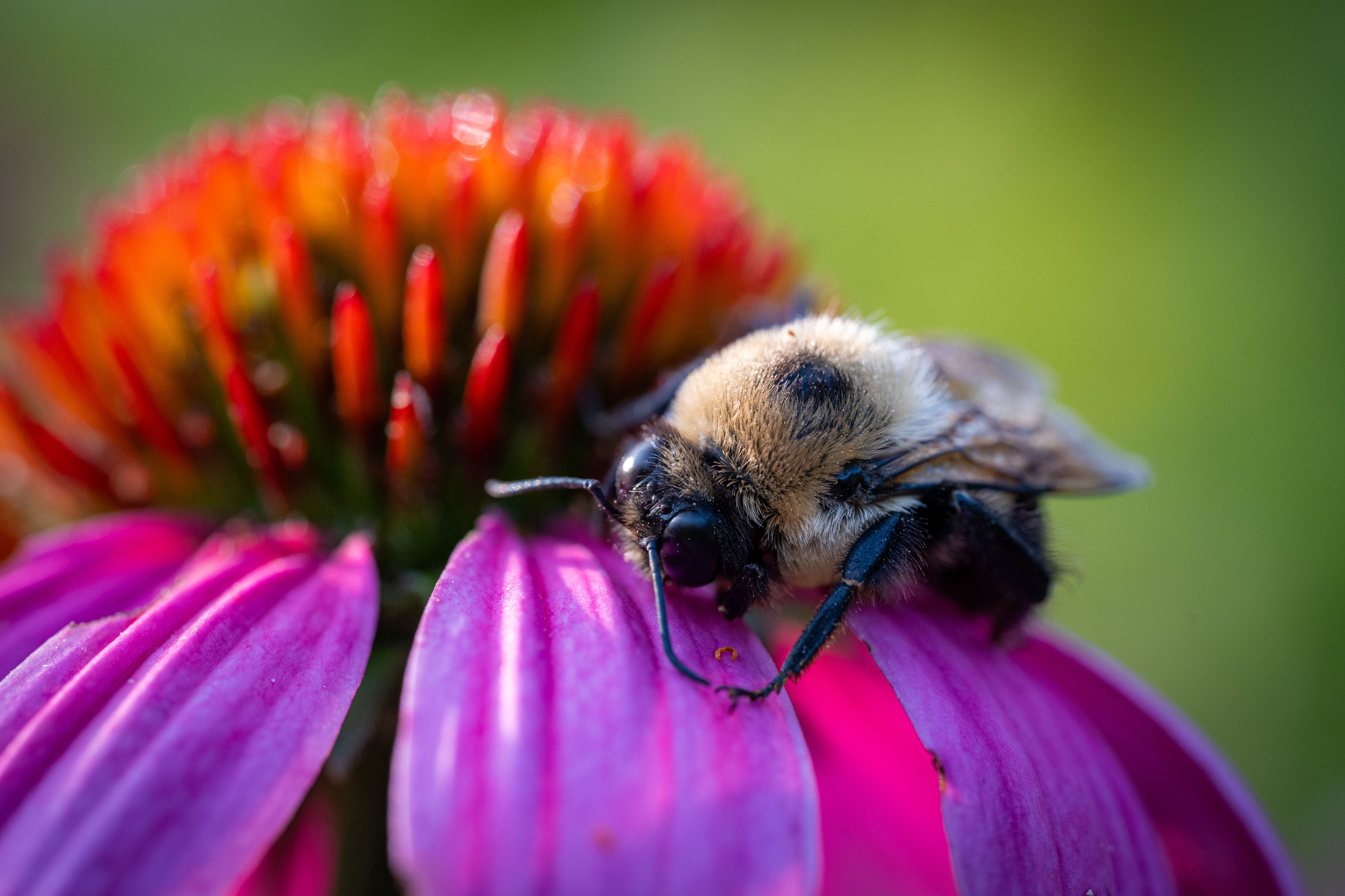 A bee on a purple flower with green leaves · Free Stock Photo